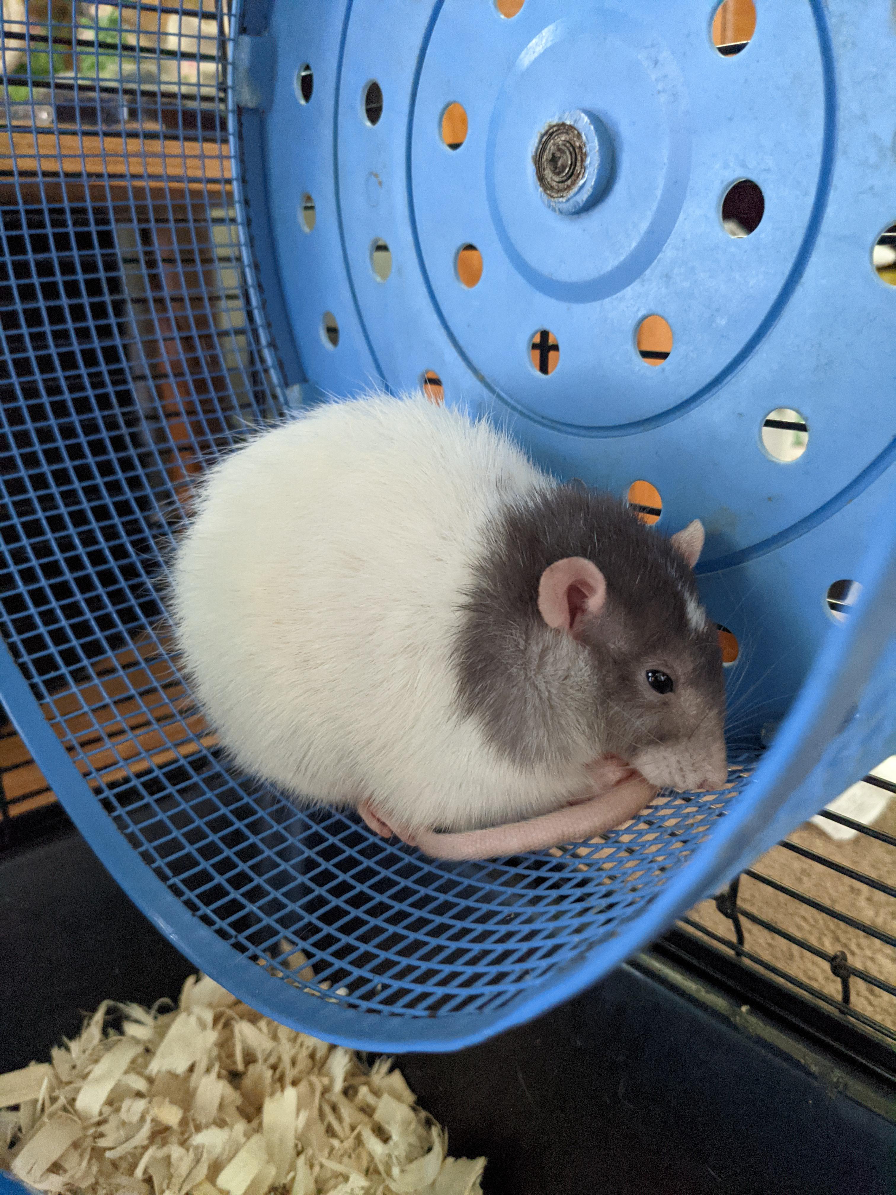 She exclusively uses the wheel for naps😴 | Scrolller