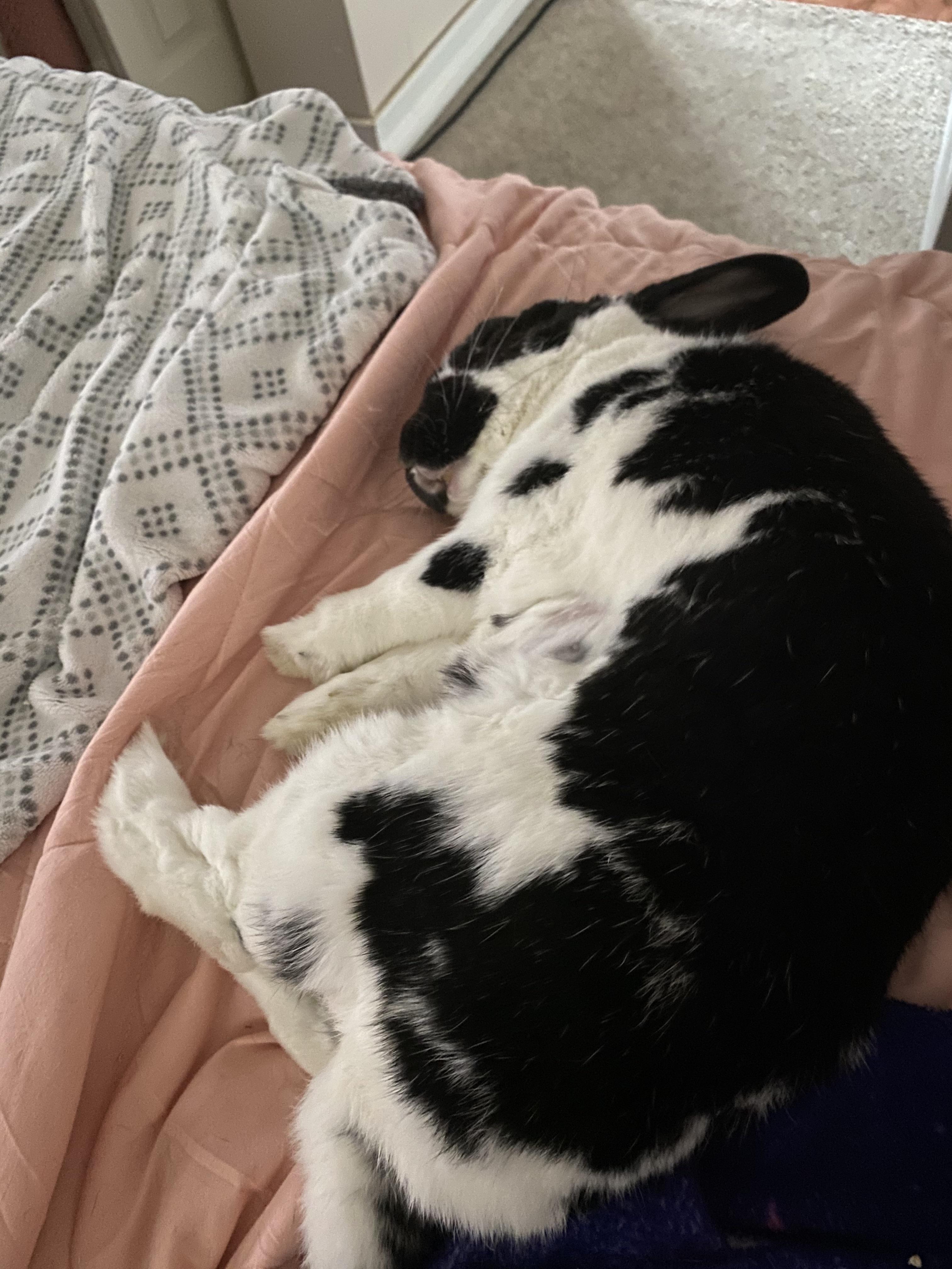 She flopped next to me on my bed and my heart melted 😍 | Scrolller