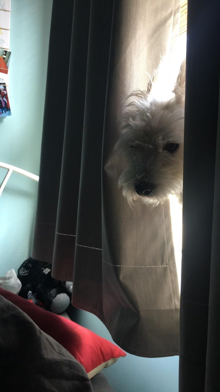 She likes to hang on the windowsill and peep | Scrolller