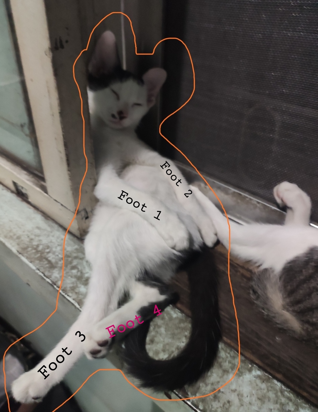 She Looks Extremely Comfy Scrolller