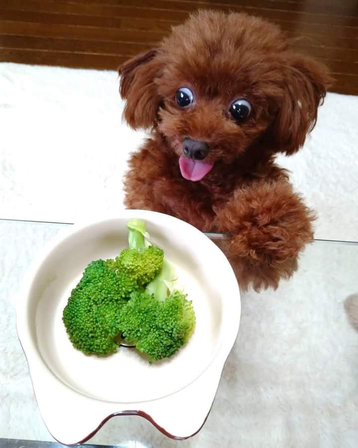 She loves broccoli | Scrolller