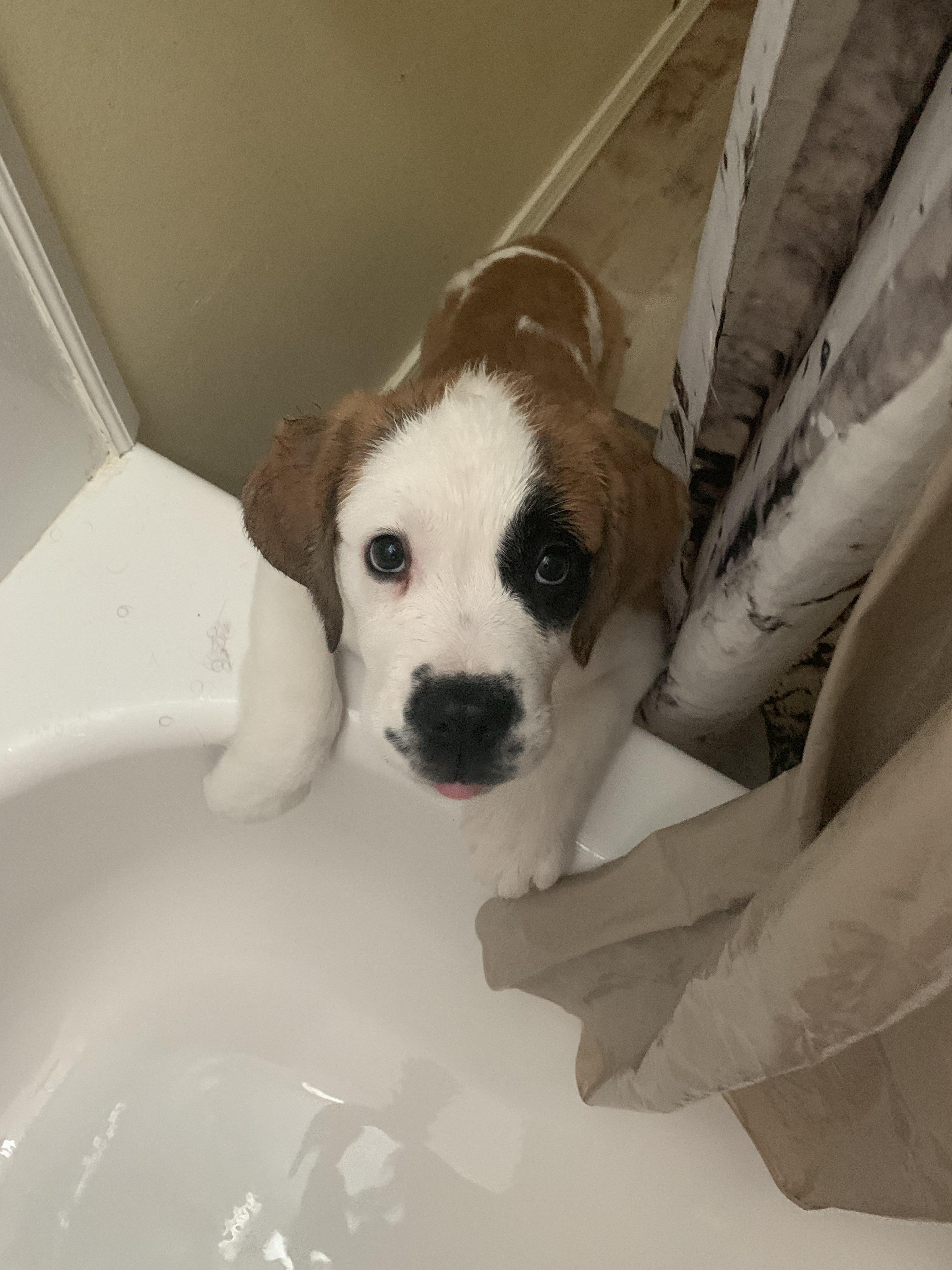 She Loves To Try And Hop In The Shower With Her Hoomans 🐶