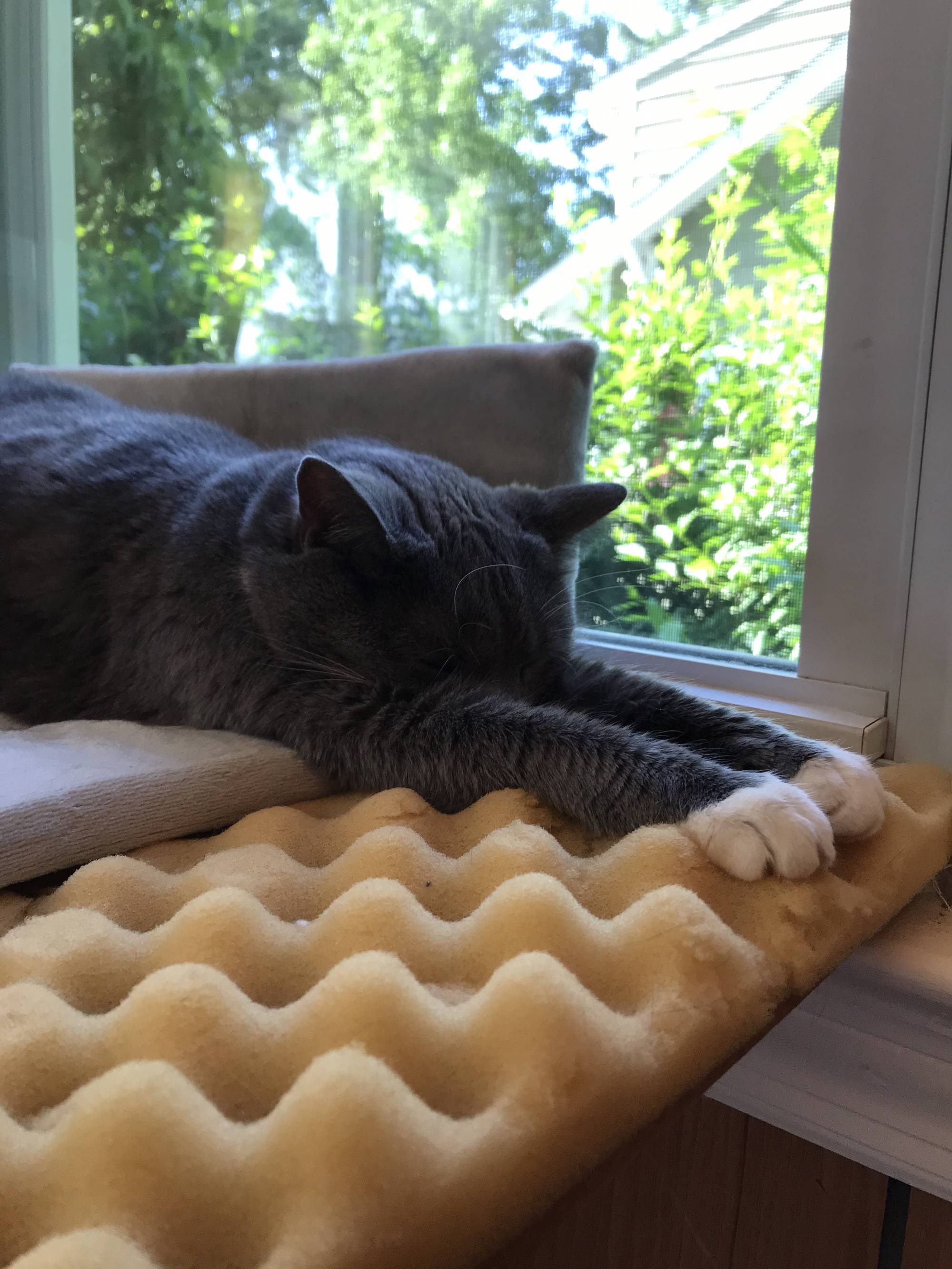 She naps like this EVERY DAY. | Scrolller