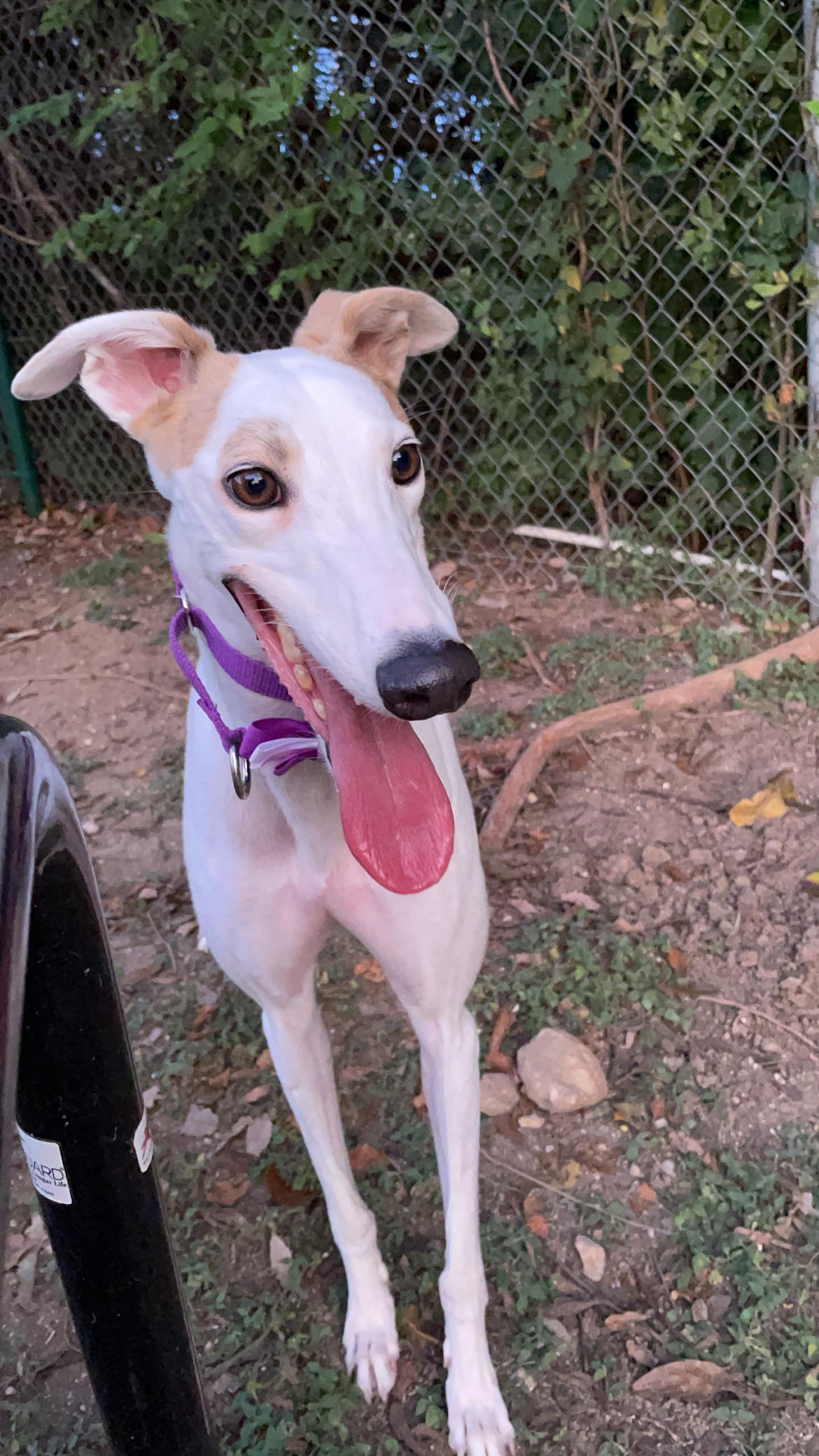 She’s finally asking for more time outside instead of hiding from me when I pick up the leash ...