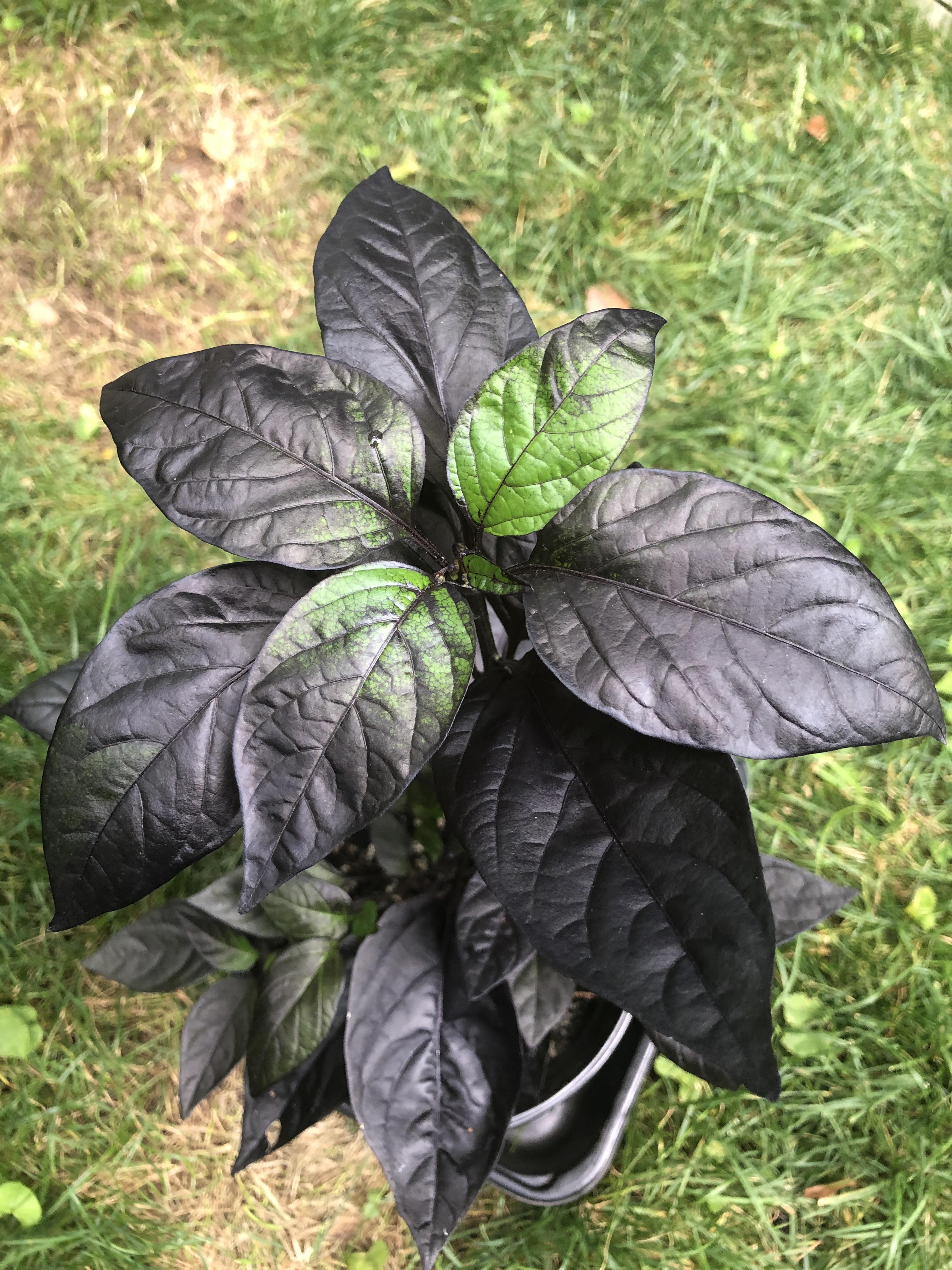 She’s getting big 😍 flowering soon. | Scrolller