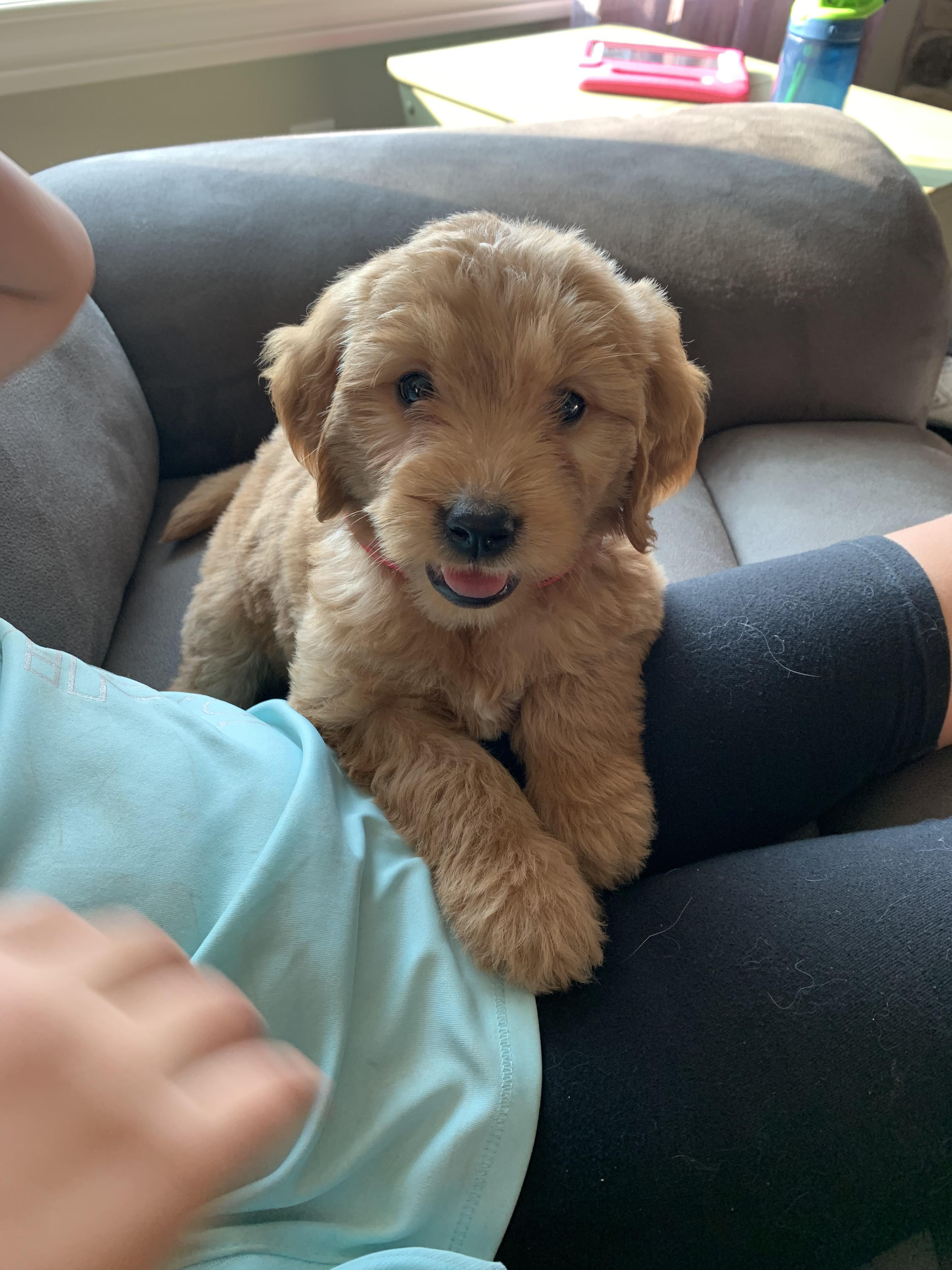 She’s Home! Meet Haddie the Goldendoodle | Scrolller