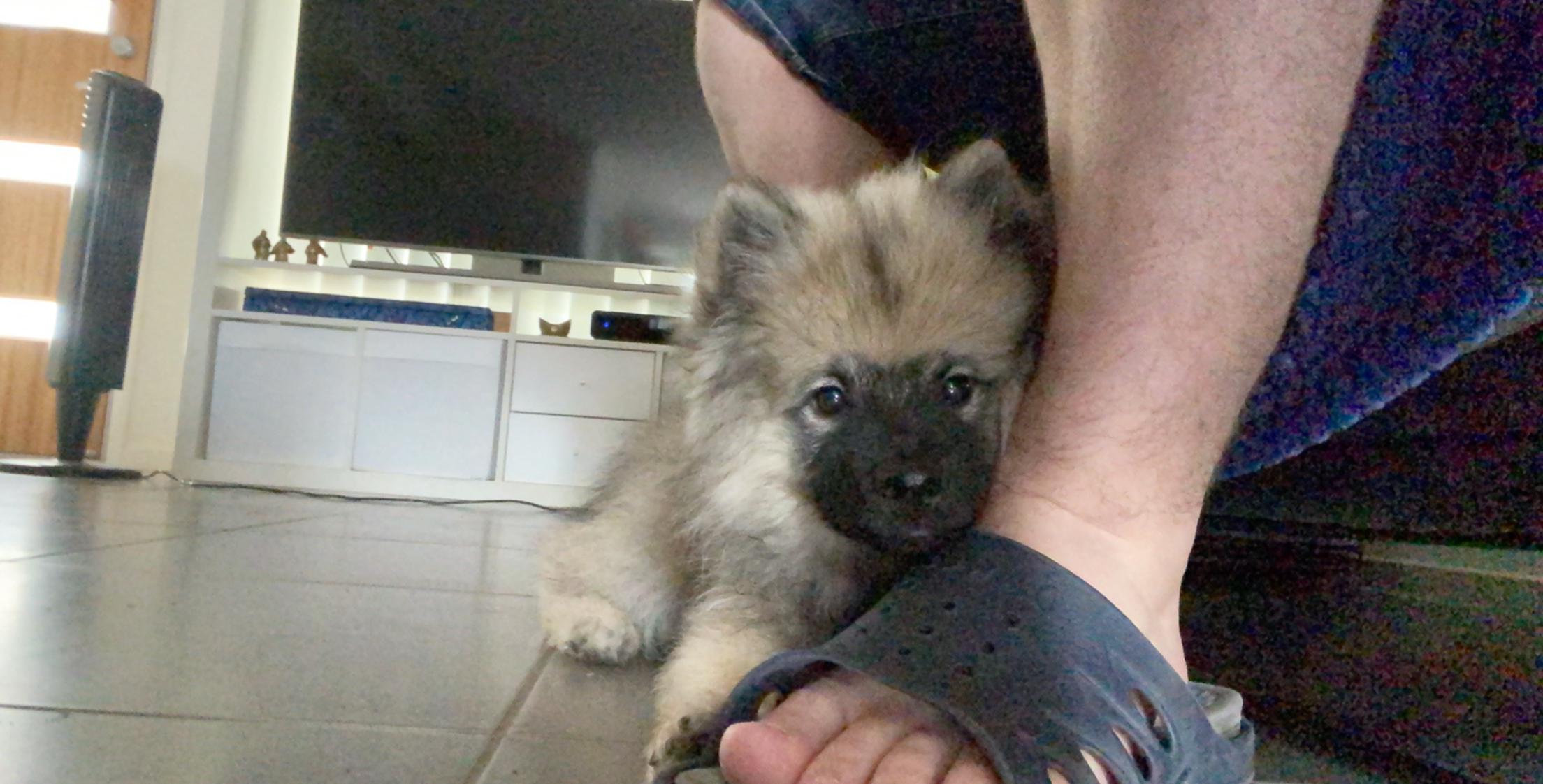 Shes My Good Girl Scrolller