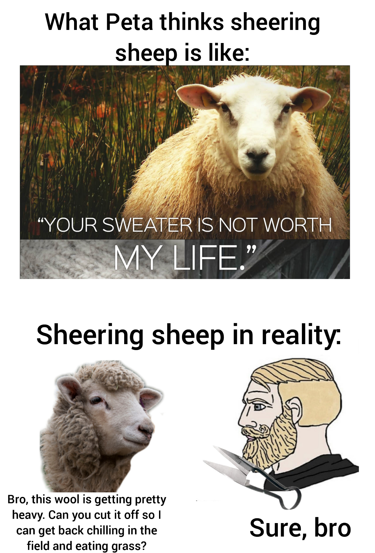 Sheep sheering meme | Scrolller
