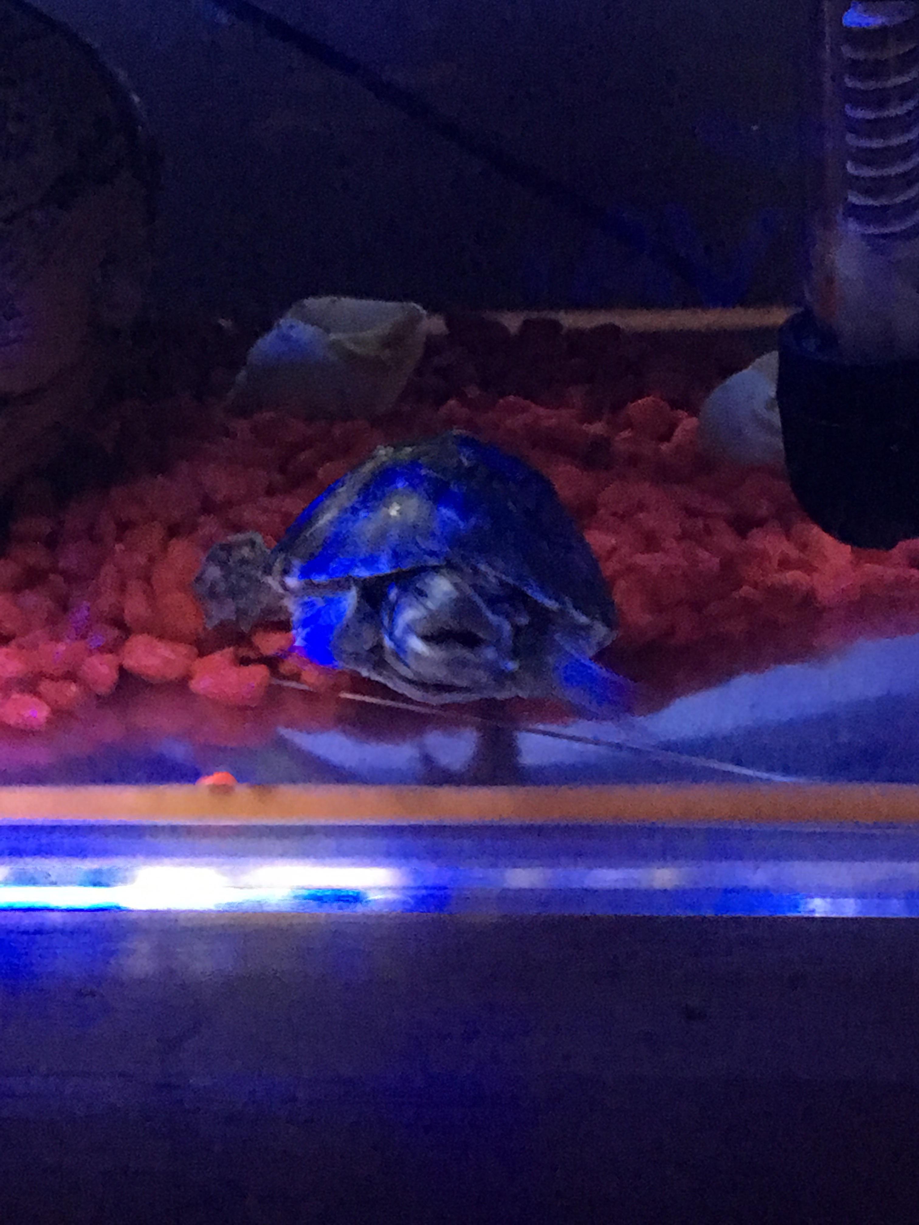 Sheldon the musk turtle | Scrolller