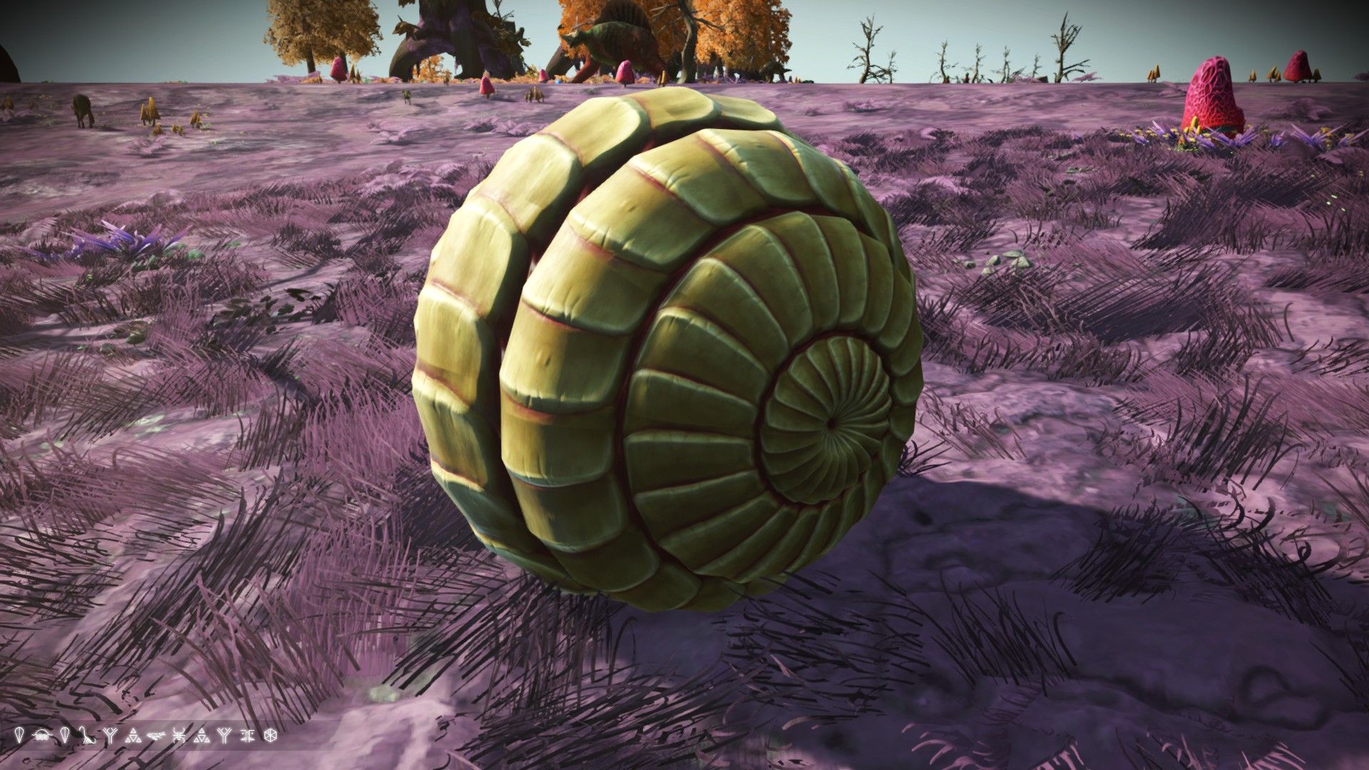 Shell Ball Companion In Meximika Galaxy | Scrolller