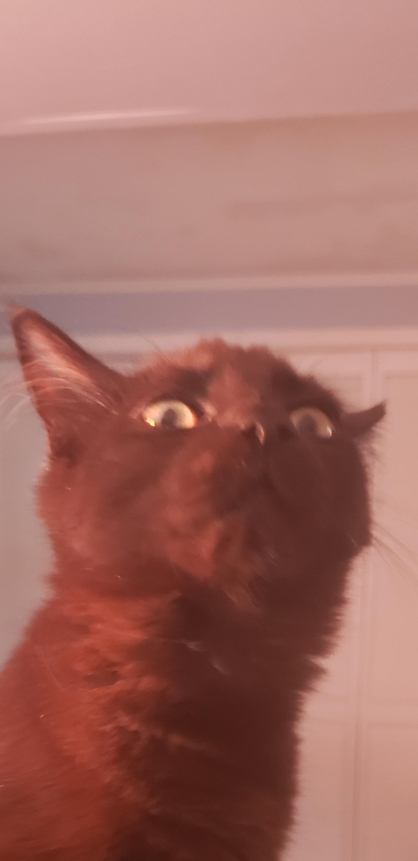 She's a little derpy but she got the spirit. | Scrolller