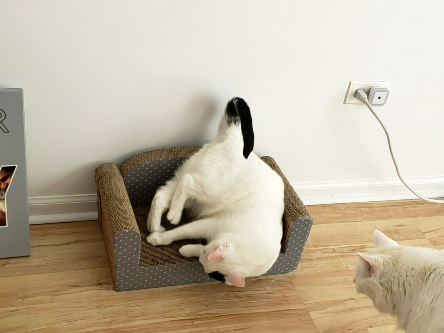 She's confused on how to use a sofa | Scrolller