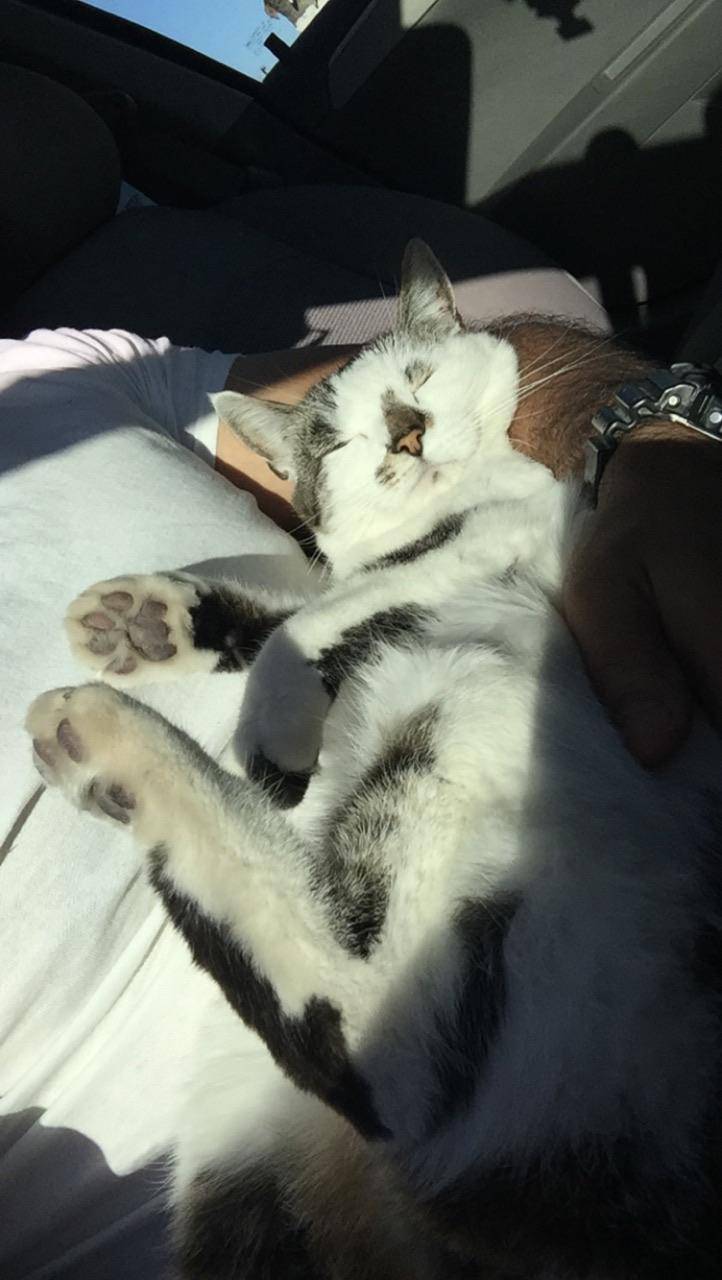 Shhh.... Baby the Cat is trying to take a nap. | Scrolller