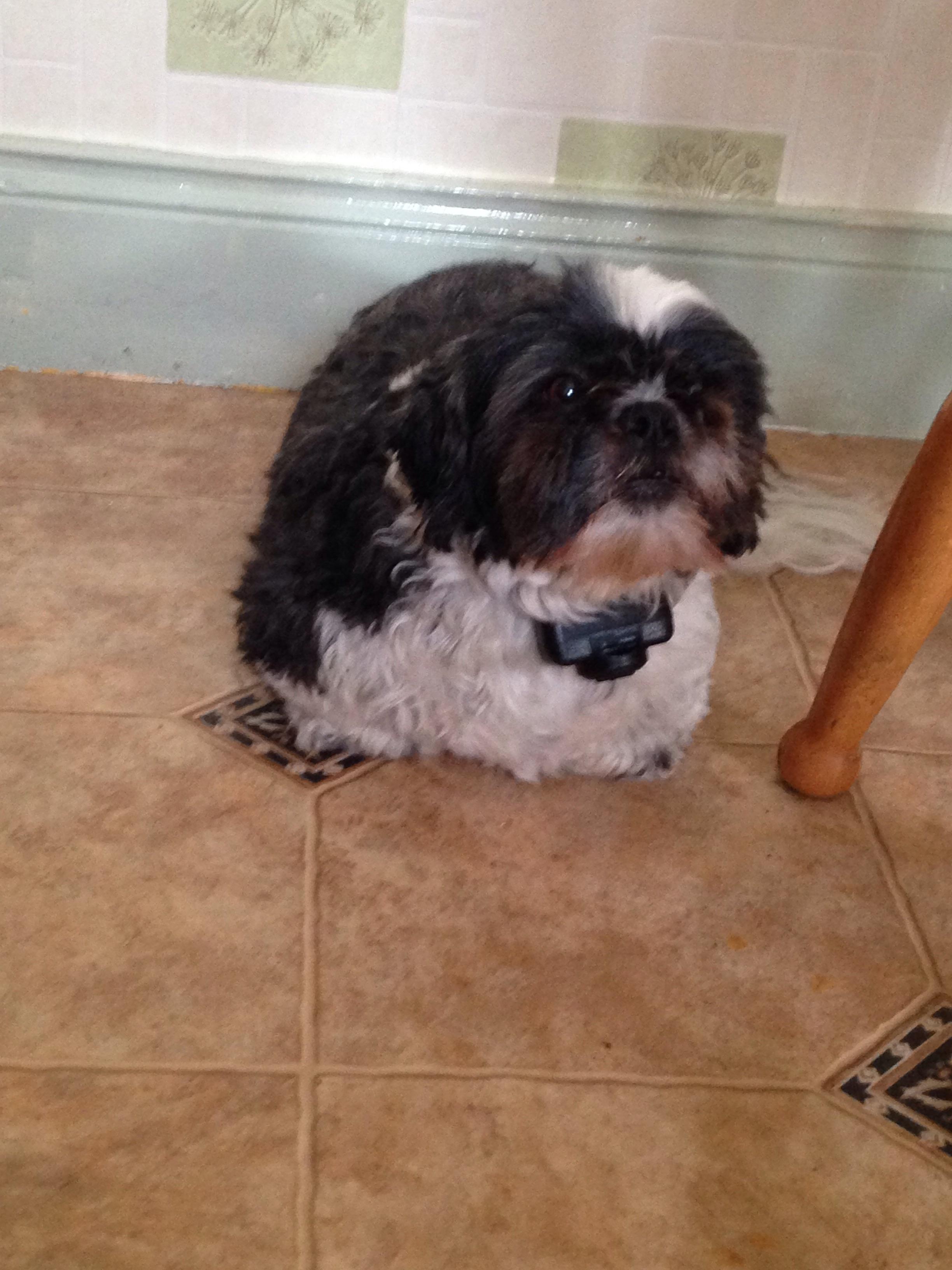 Shih Tzu loaf | Scrolller