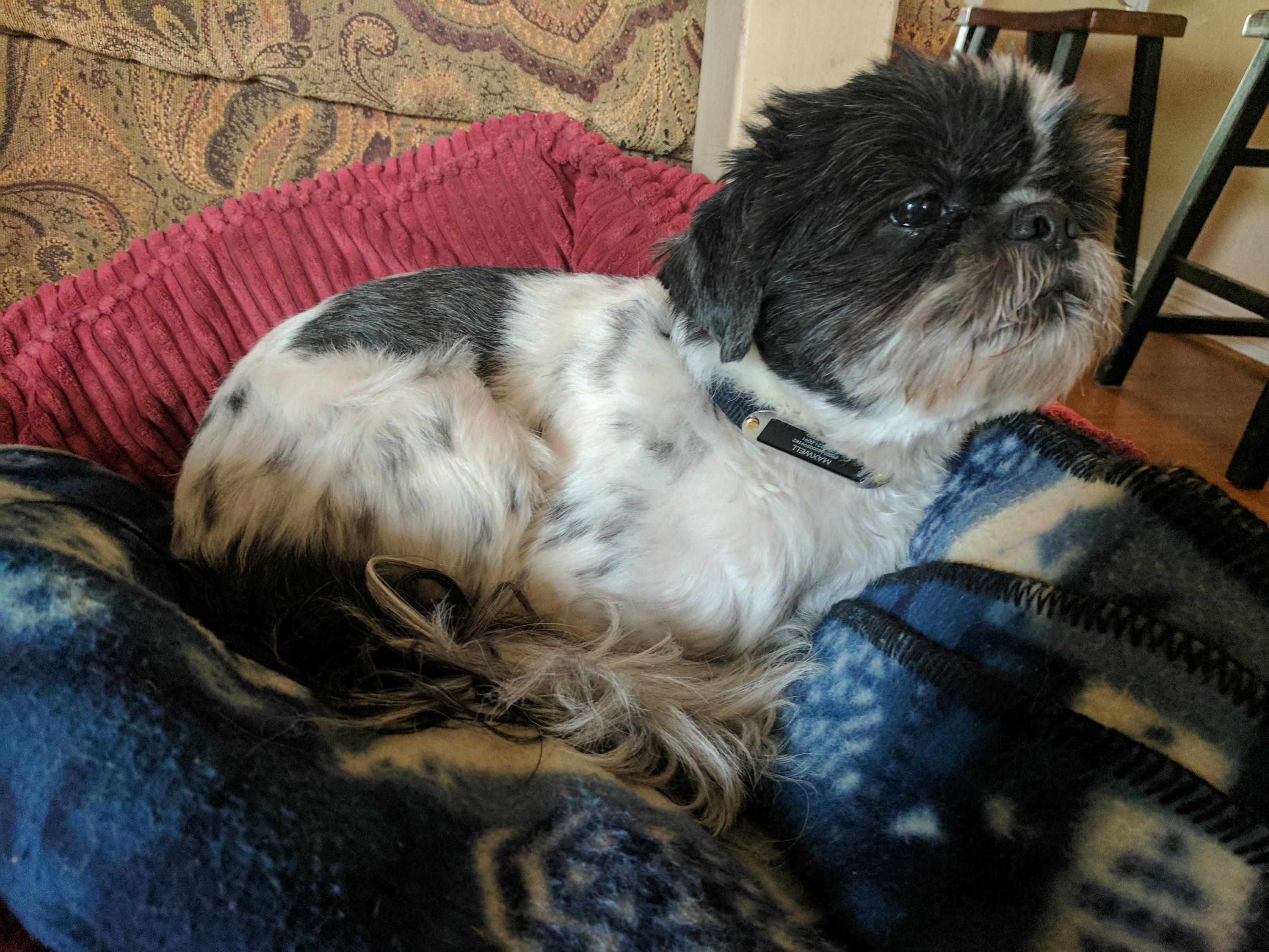 Shih tzu loaf | Scrolller