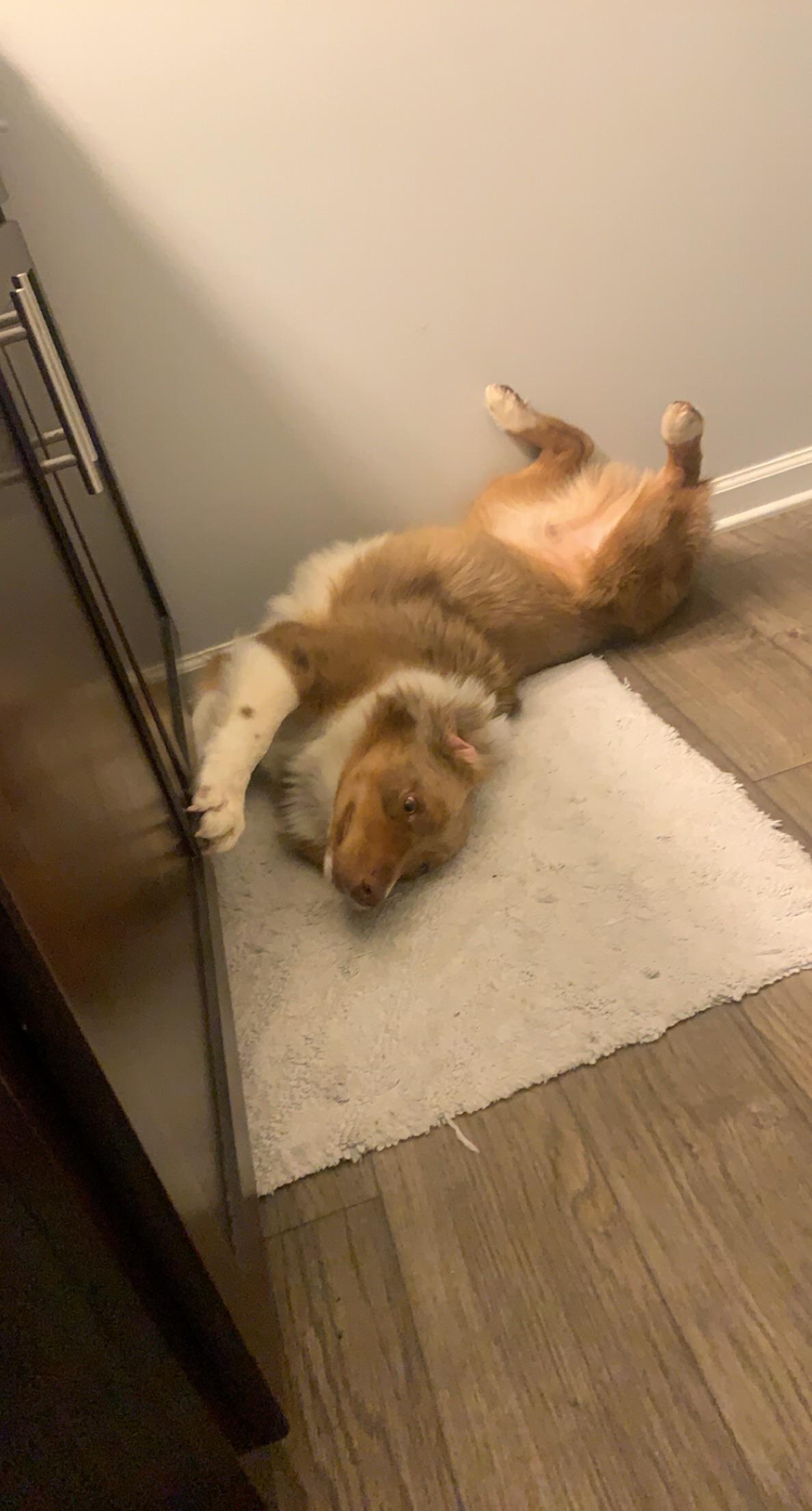 Shipped from Australia, some assembly required. | Scrolller