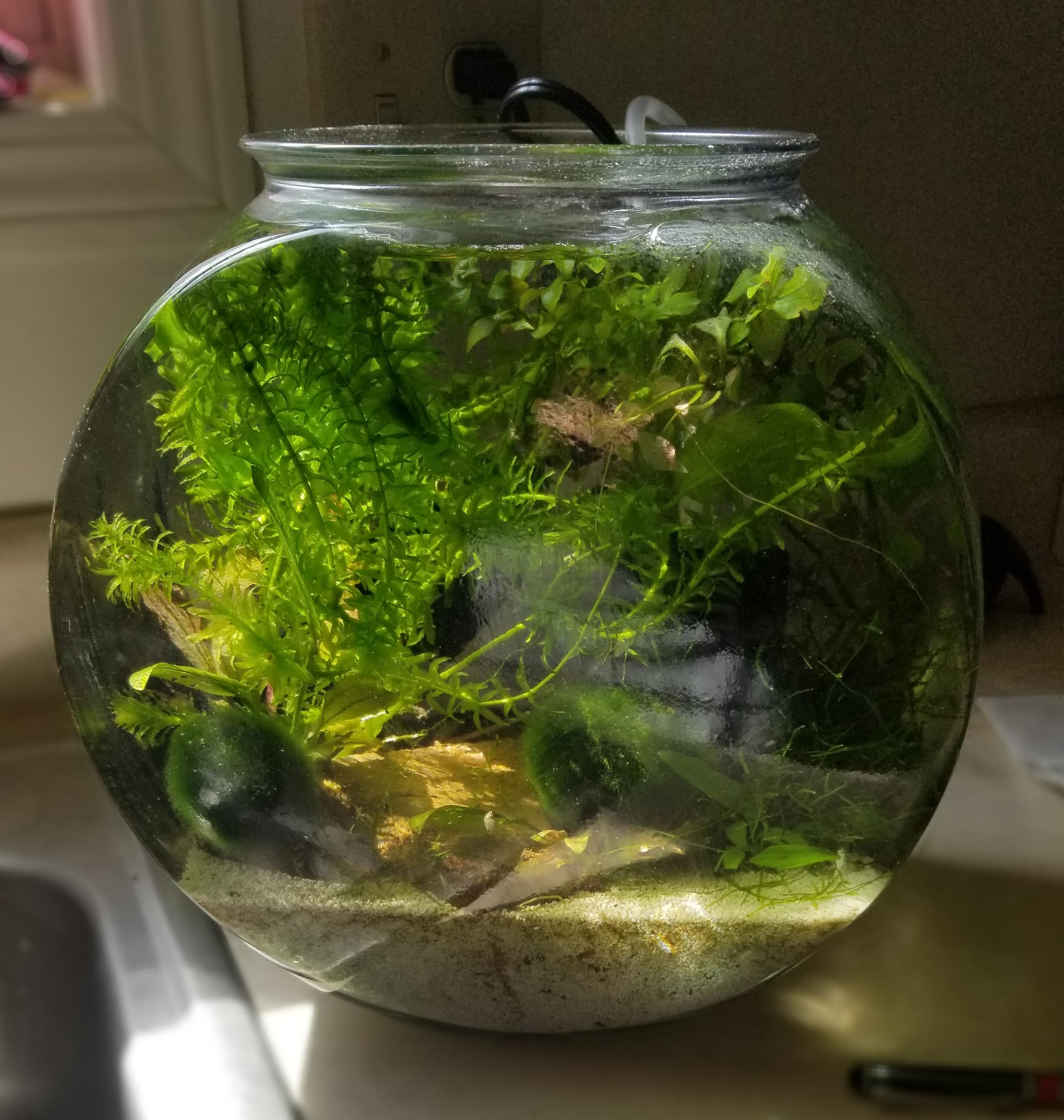 Shrimp paradise | Scrolller