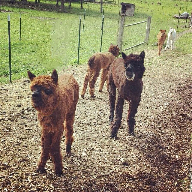 shvd llms | Scrolller