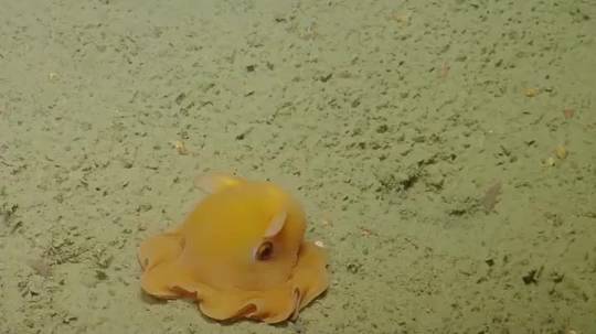 Shy Dumbo Octopus | Scrolller