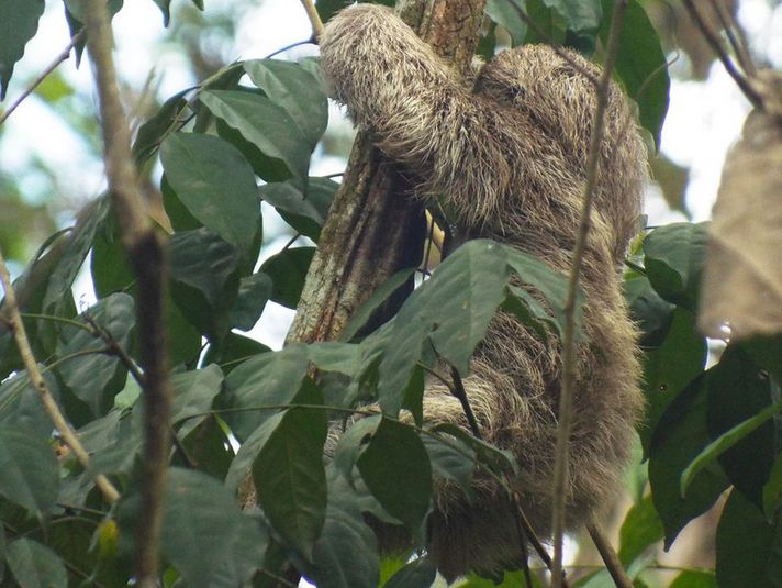 Discover more like Sloths: shy guy and Related Content | Scrolller