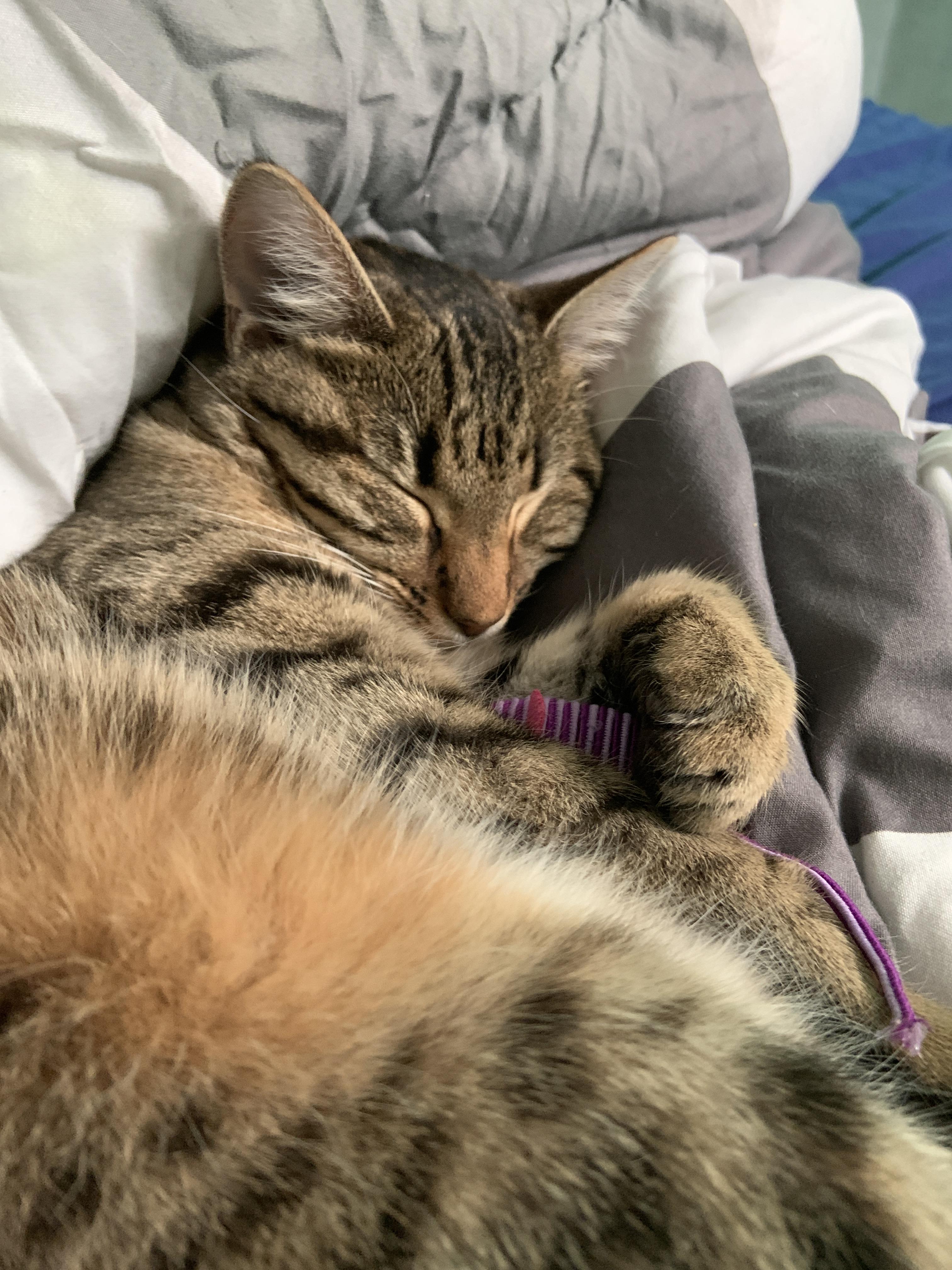 SIC™️ Mouse included© | Scrolller