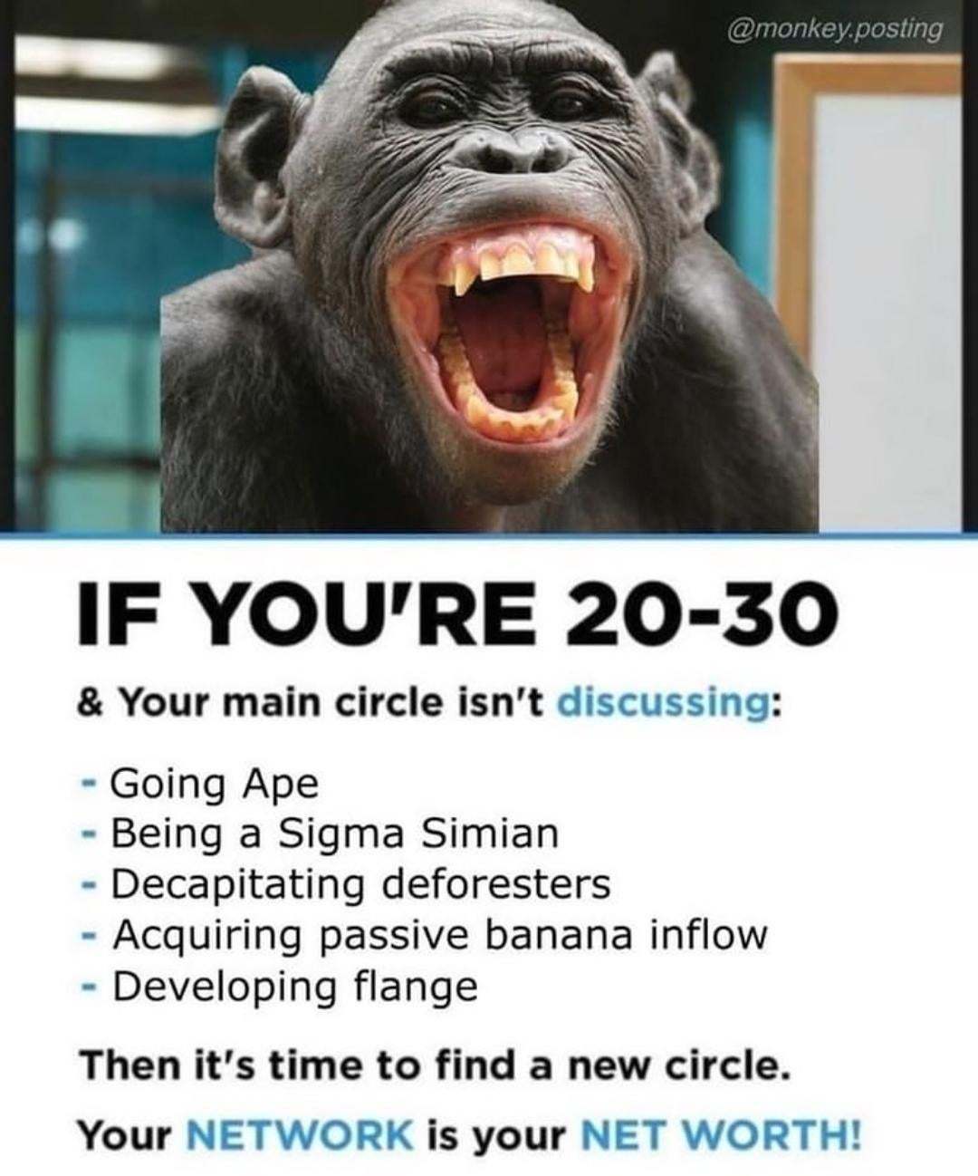 Sigma chimp | Scrolller