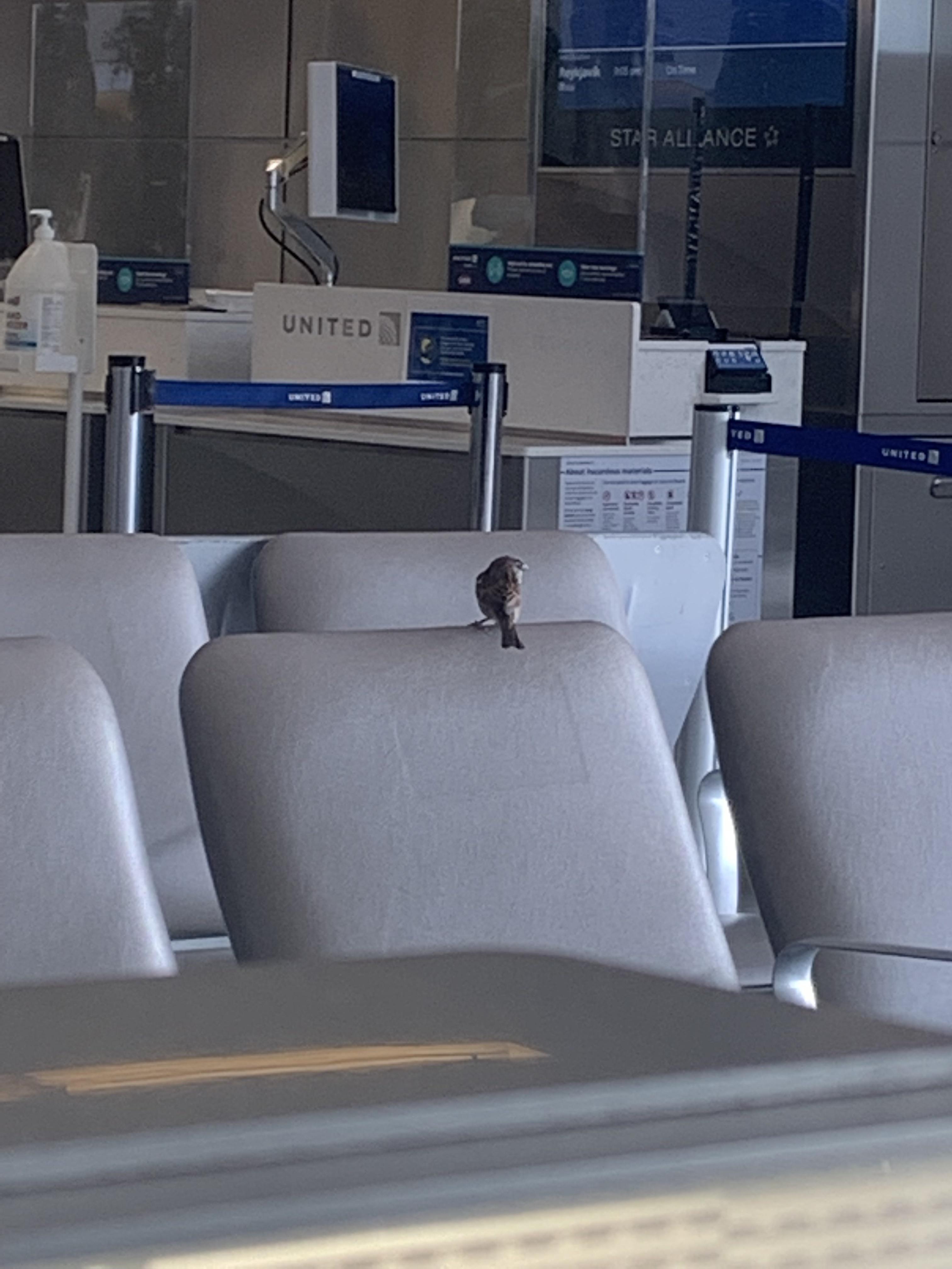 Silly bird, use your own wings. | Scrolller