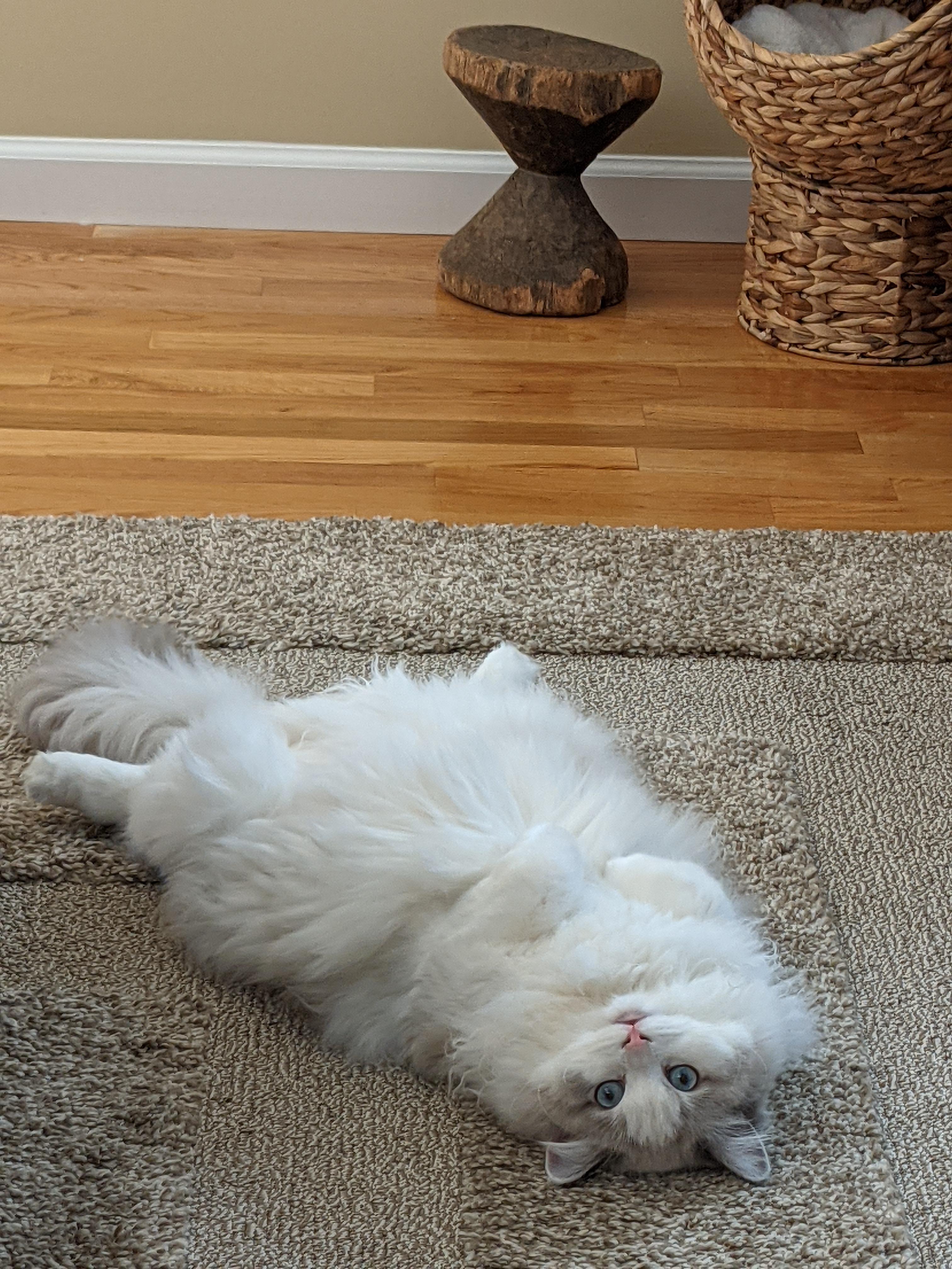 Silly ragdoll poses | Scrolller