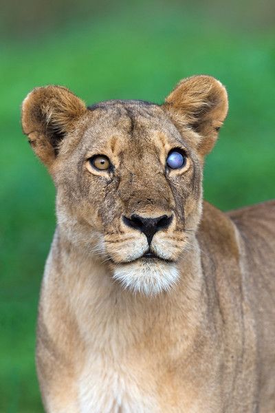 Silver-eyed Lioness | Scrolller