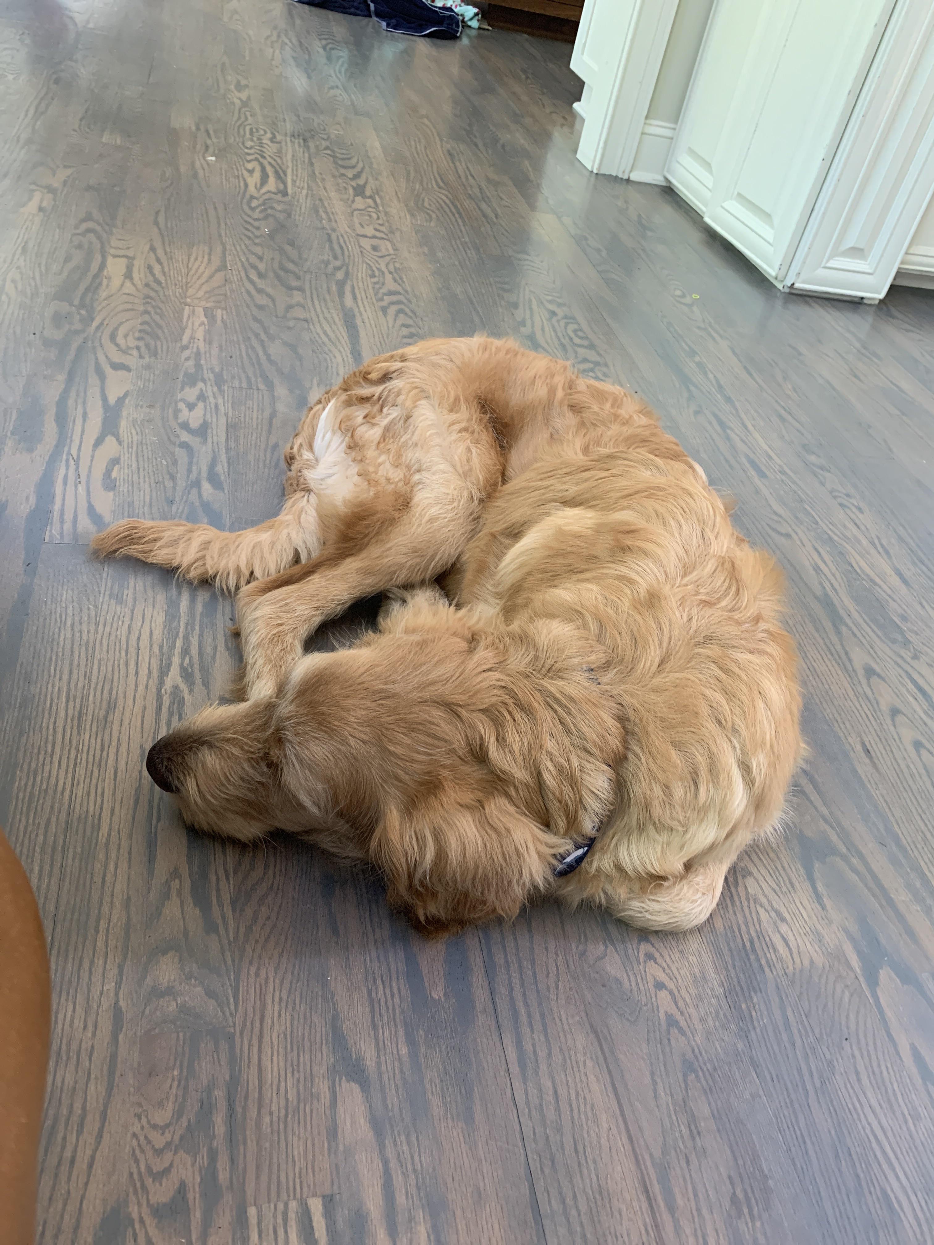 Simba is 5 months old and the calmest puppy ever! | Scrolller