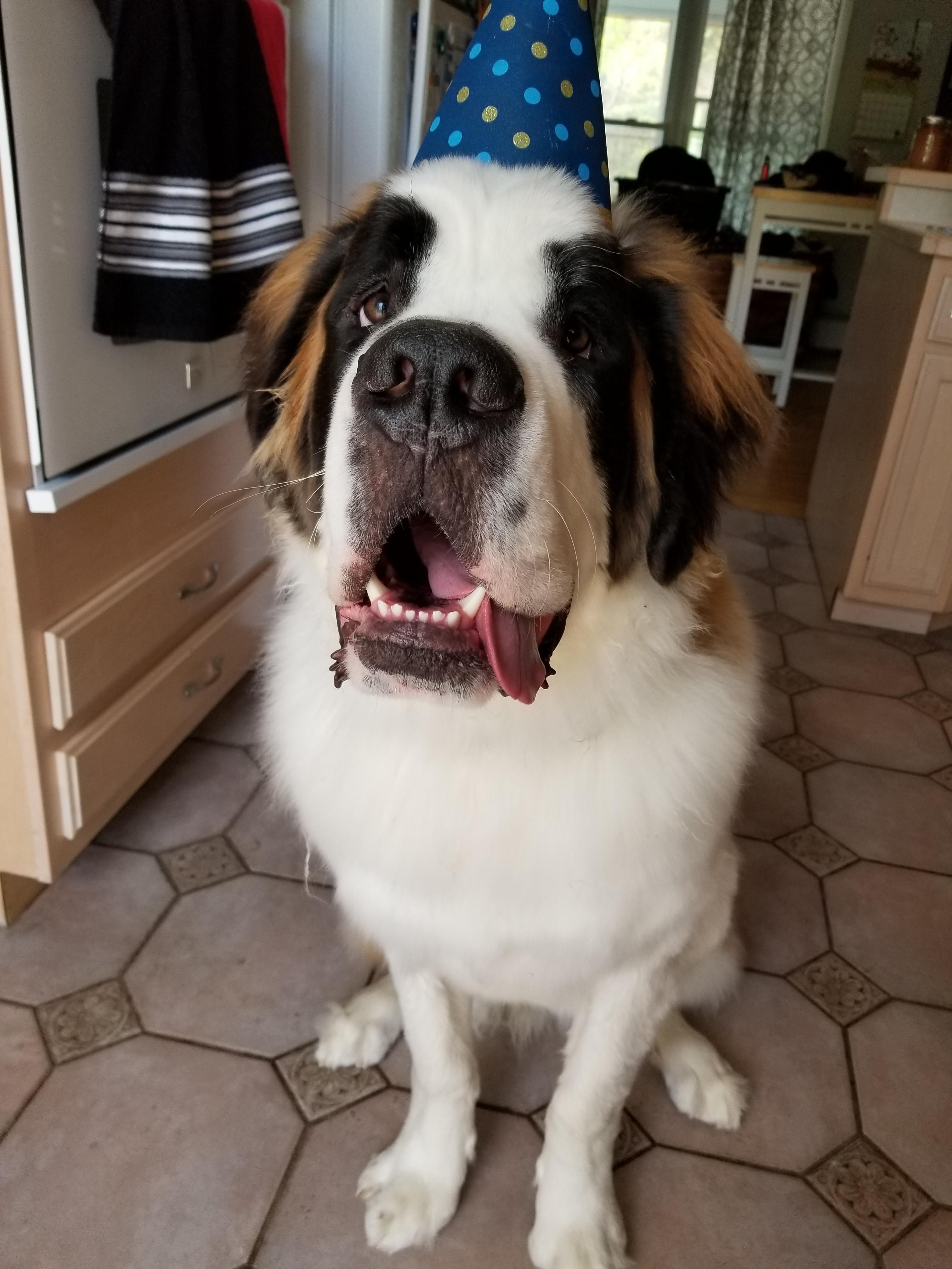 Simon turns 1 today!! | Scrolller