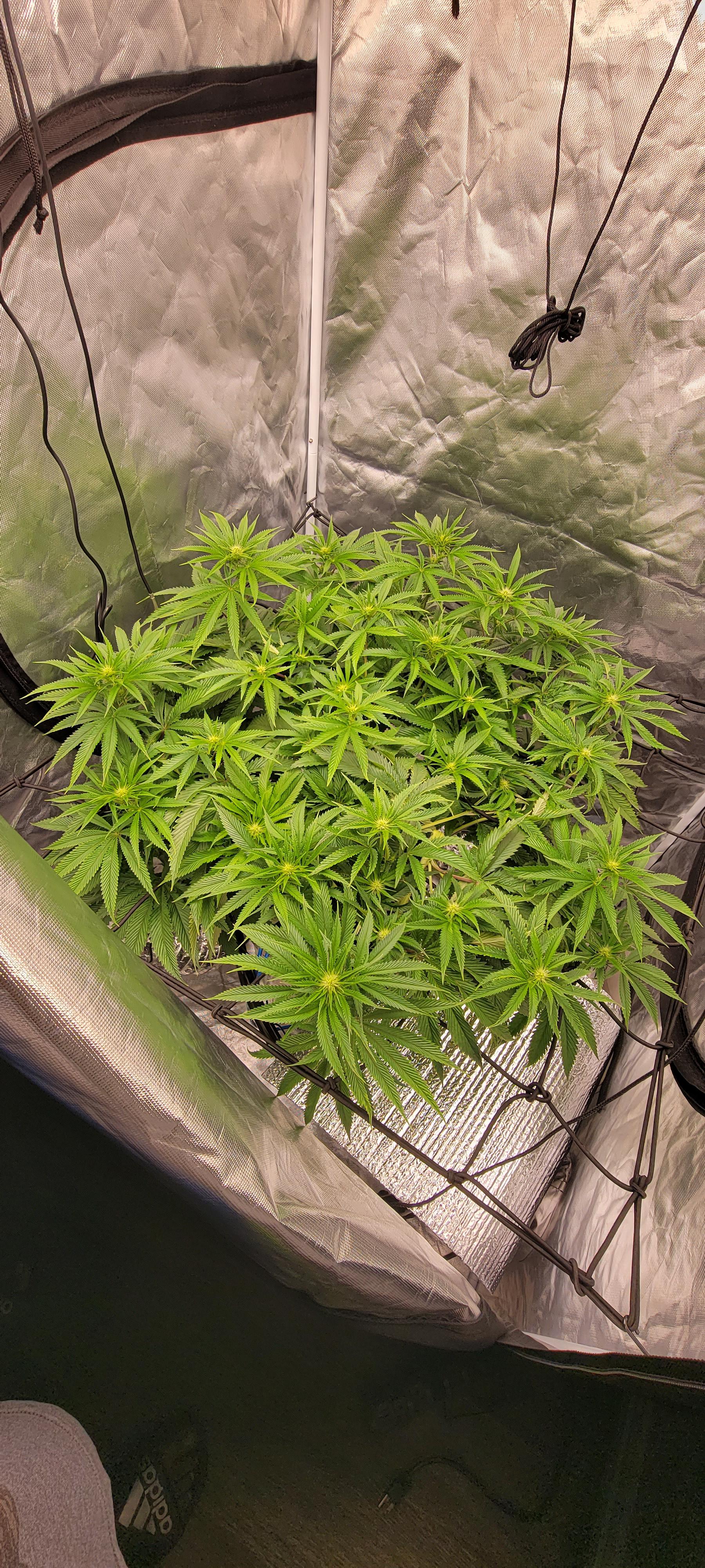 Single Bucket DWC Trellis Work | Scrolller