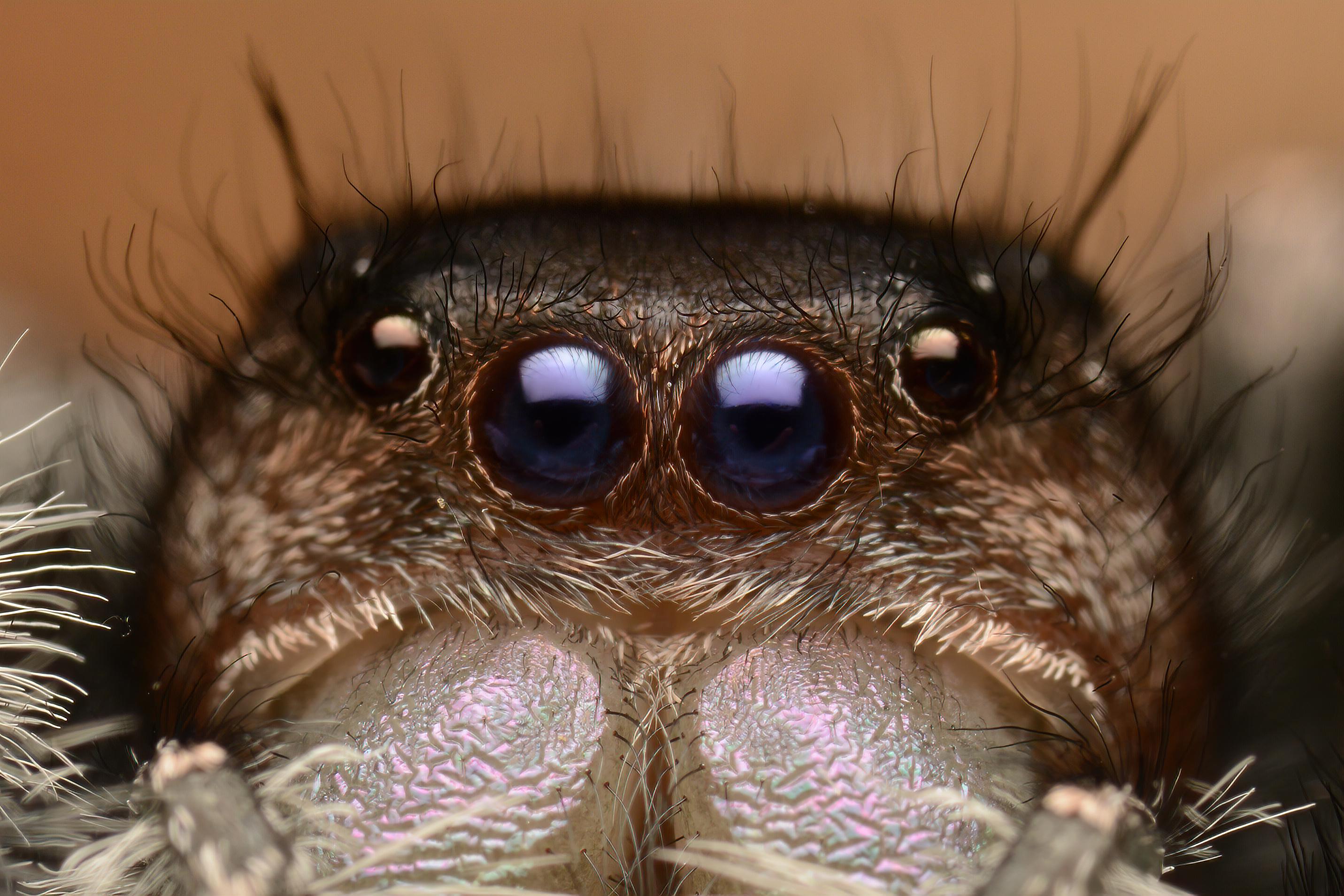 single shot no stack spider is alive. Jumping spider | Scrolller