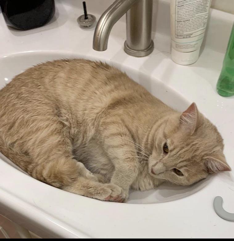 Sink Cat | Scrolller