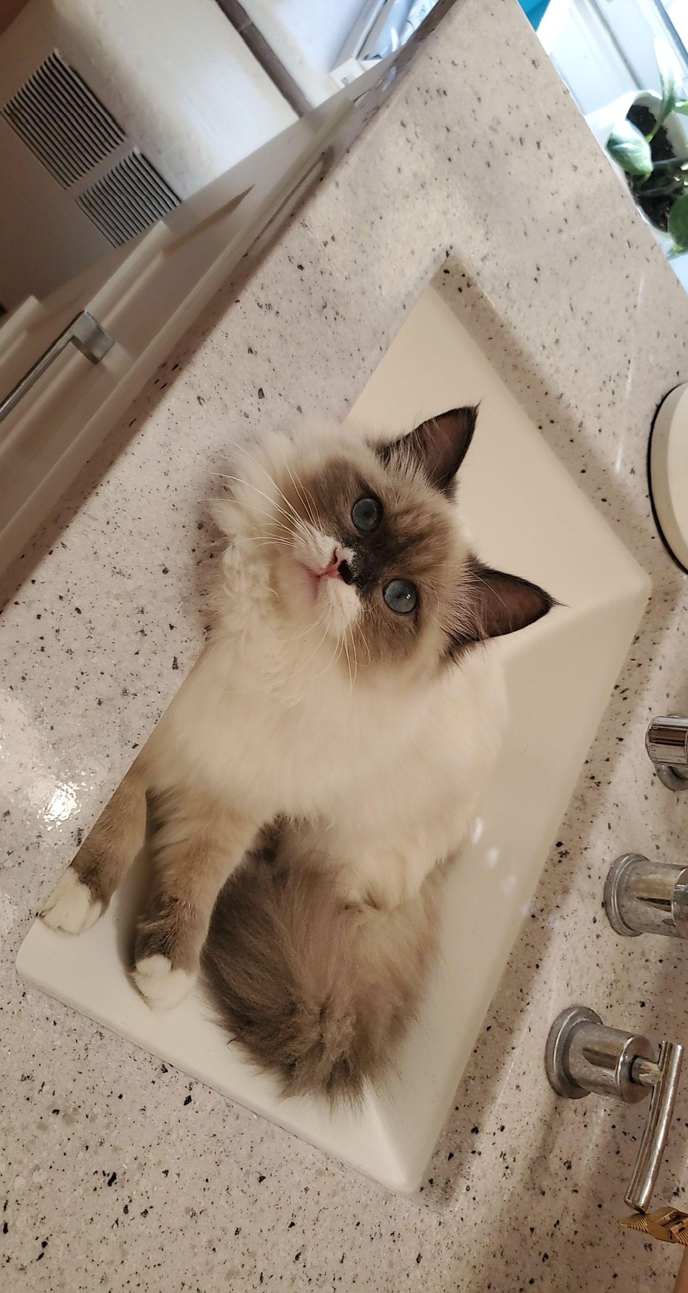 sink kitty | Scrolller