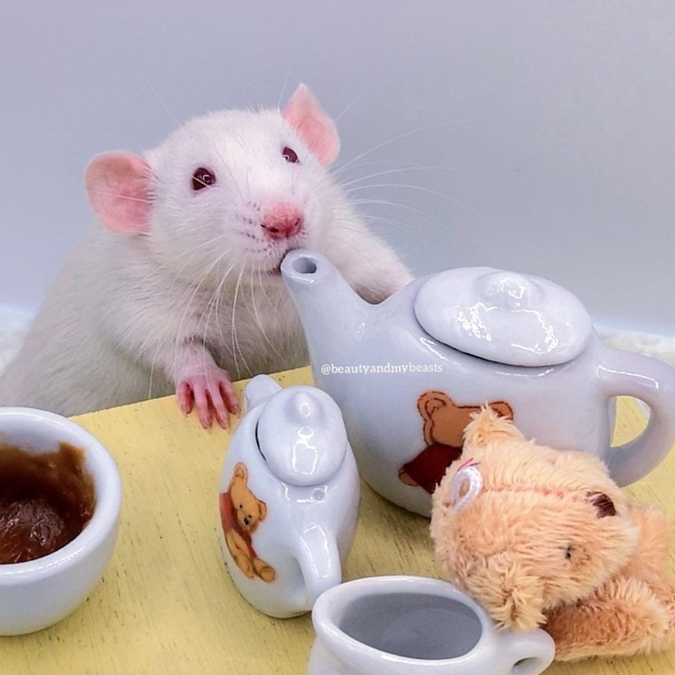 Sippy Sips at the Mad Ratters Teaparty. | Scrolller