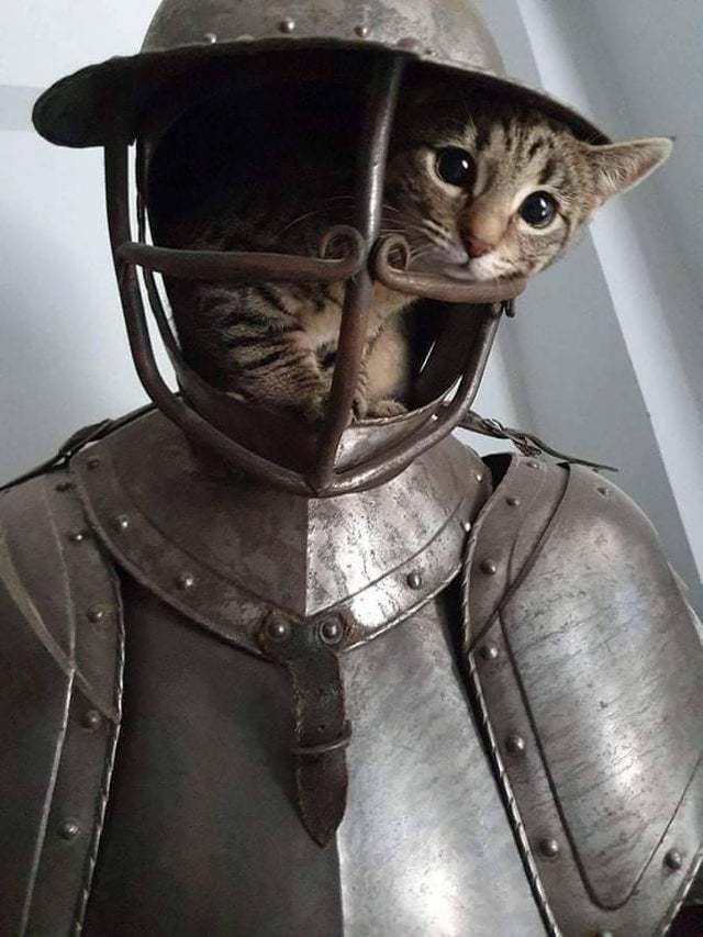 Sir Cats-a-lot, the armored one | Scrolller