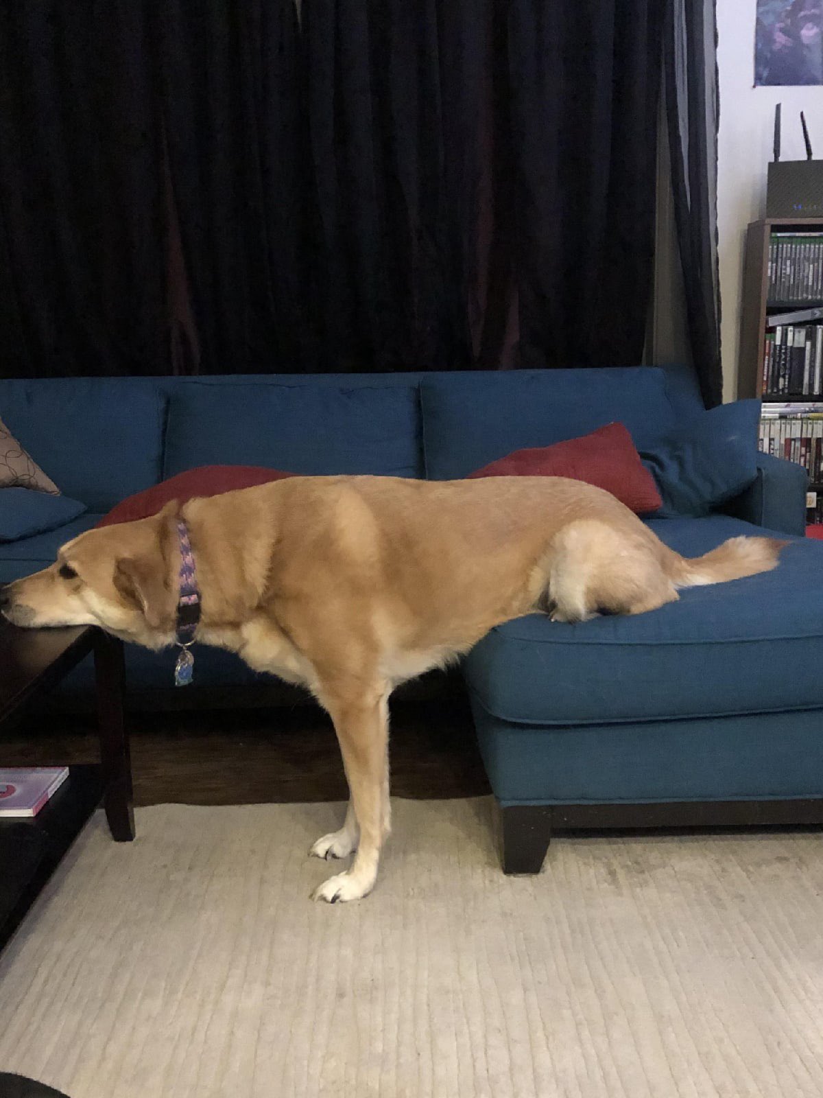 Sit? Lie Down? Stand | Scrolller