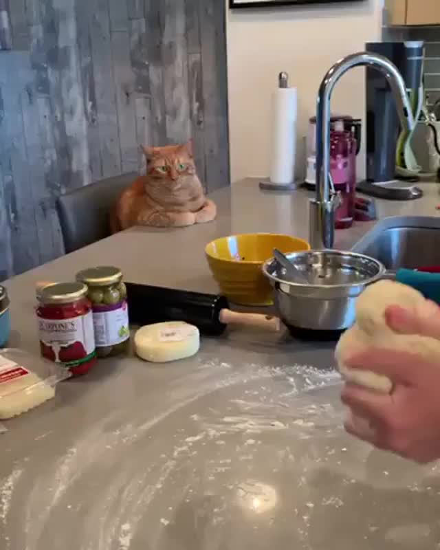 Sitting at the Chef’s Table | Scrolller