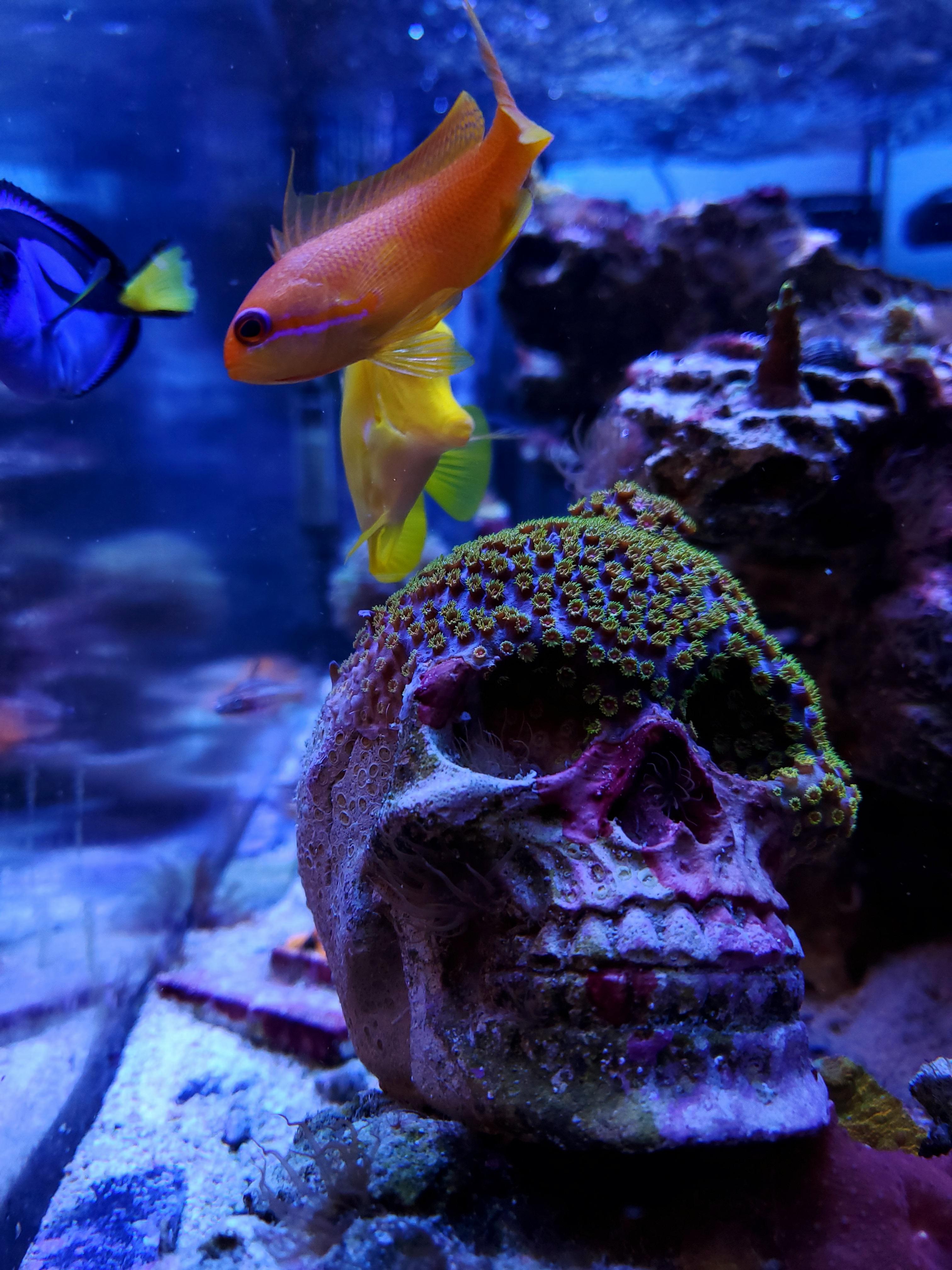 Skull coming along. | Scrolller