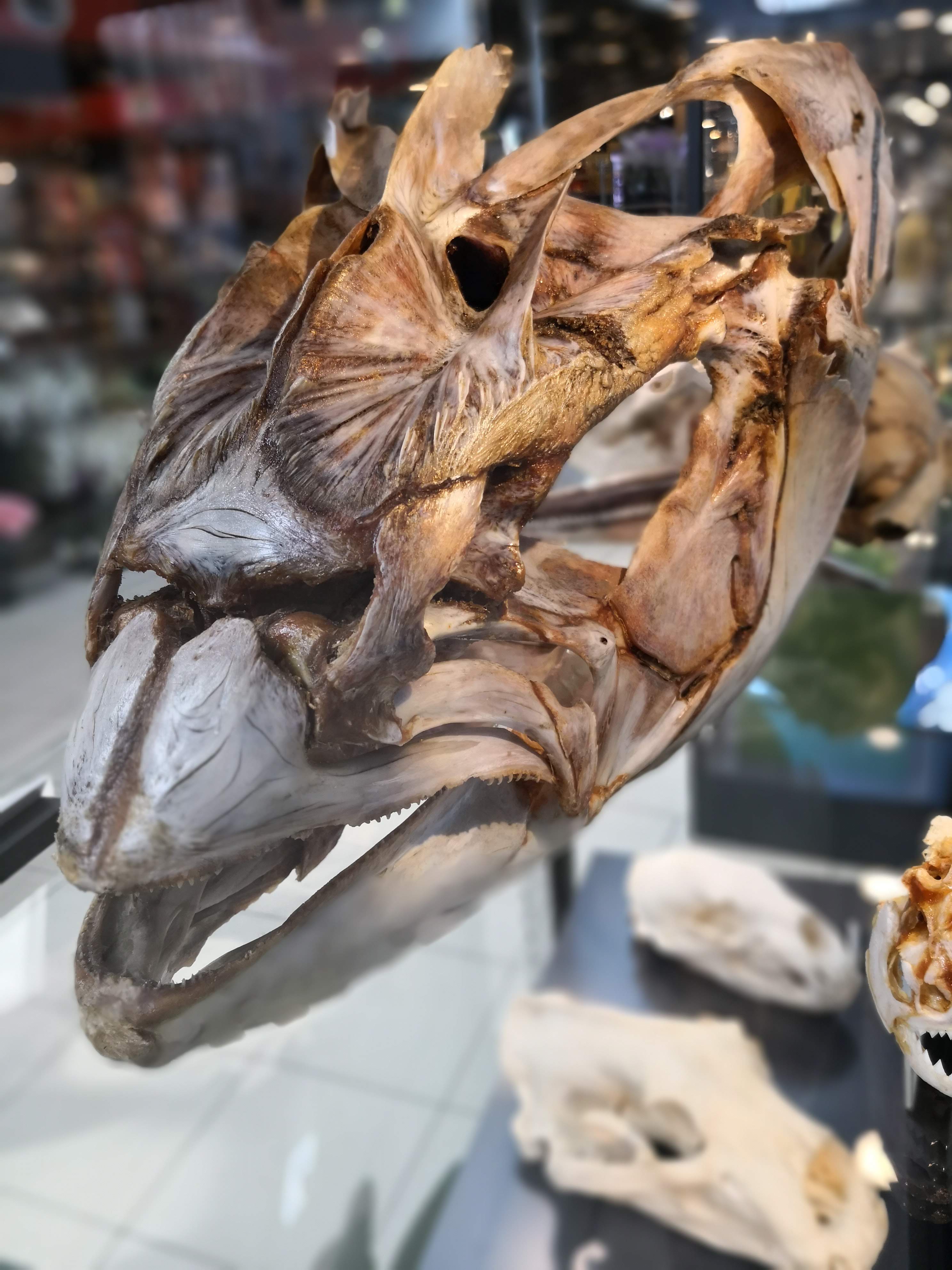 Skull of a tuna fish | Scrolller