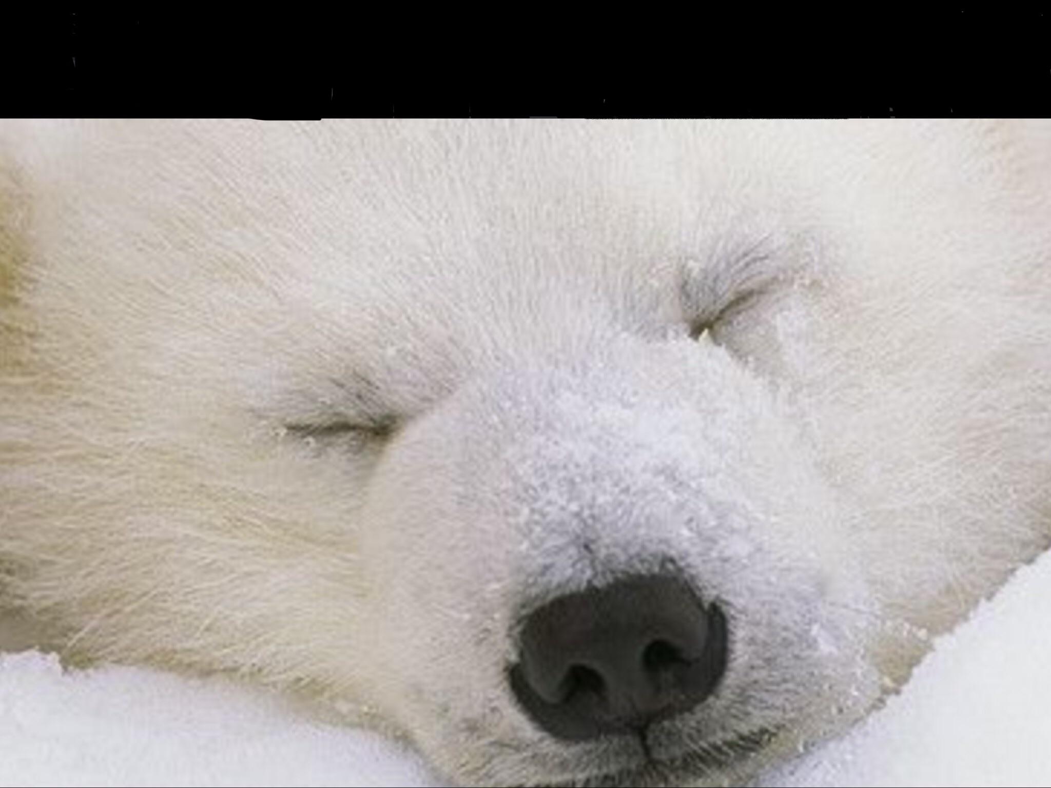 Sleeping baby polar bear | Scrolller