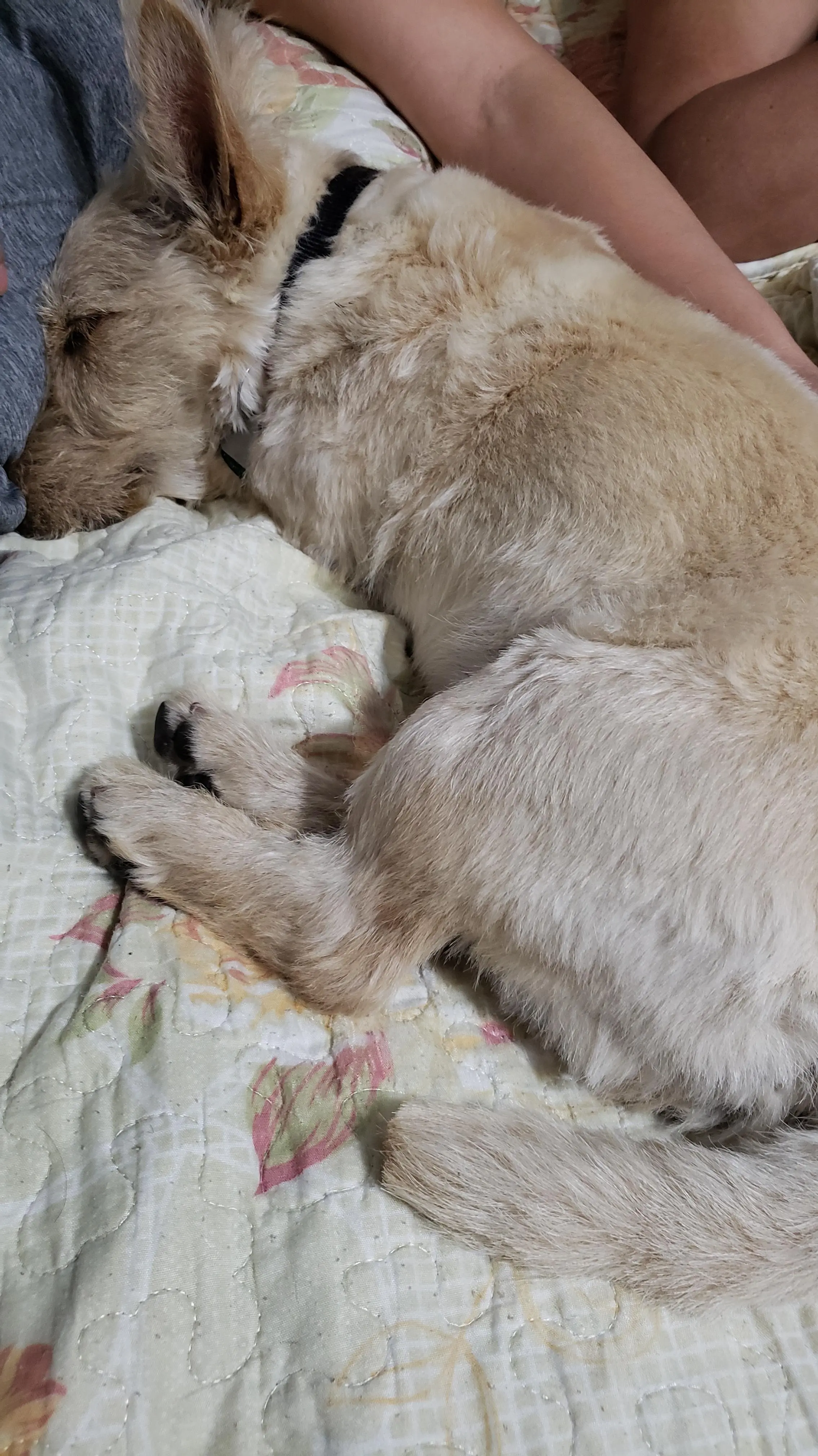 Sleeping Beauty Scrolller