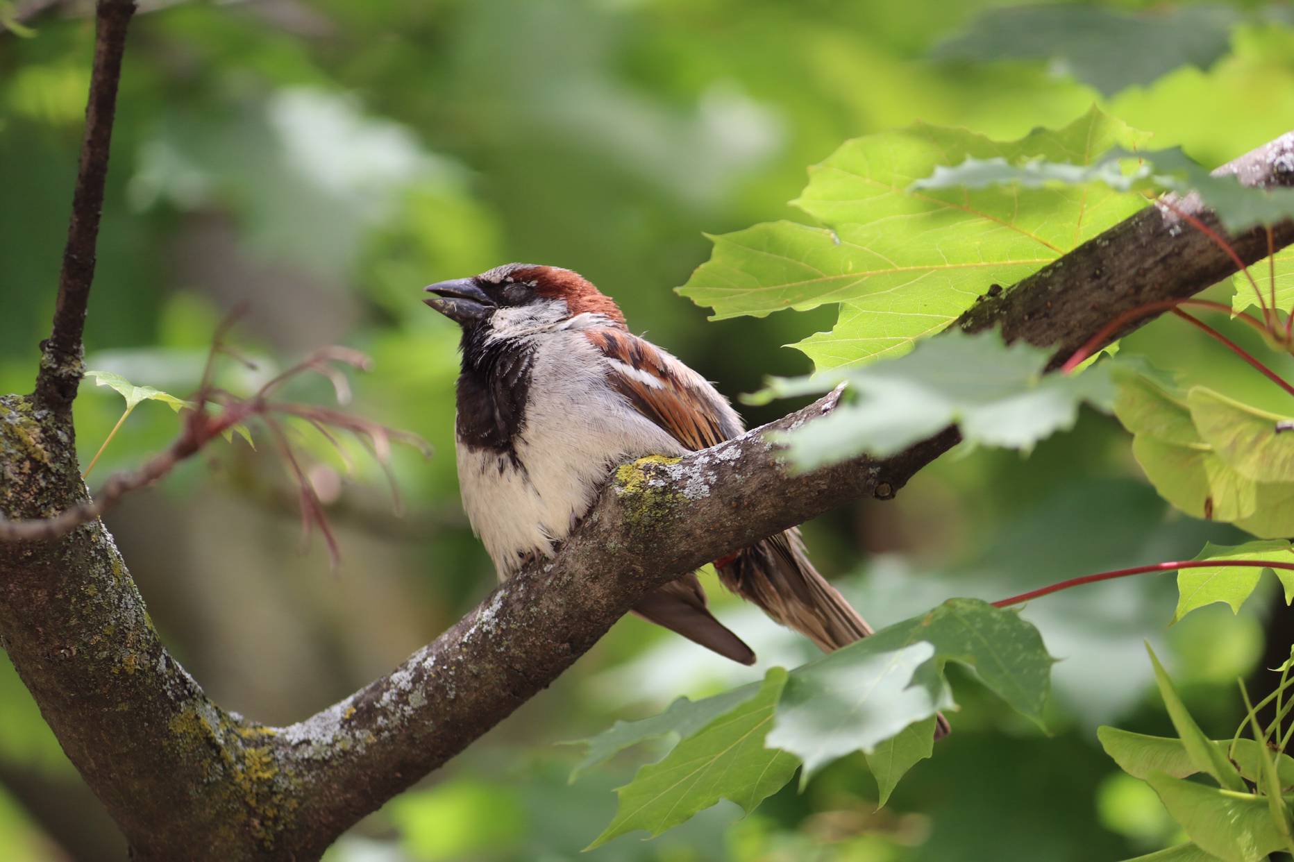 Sleeping borb | Scrolller