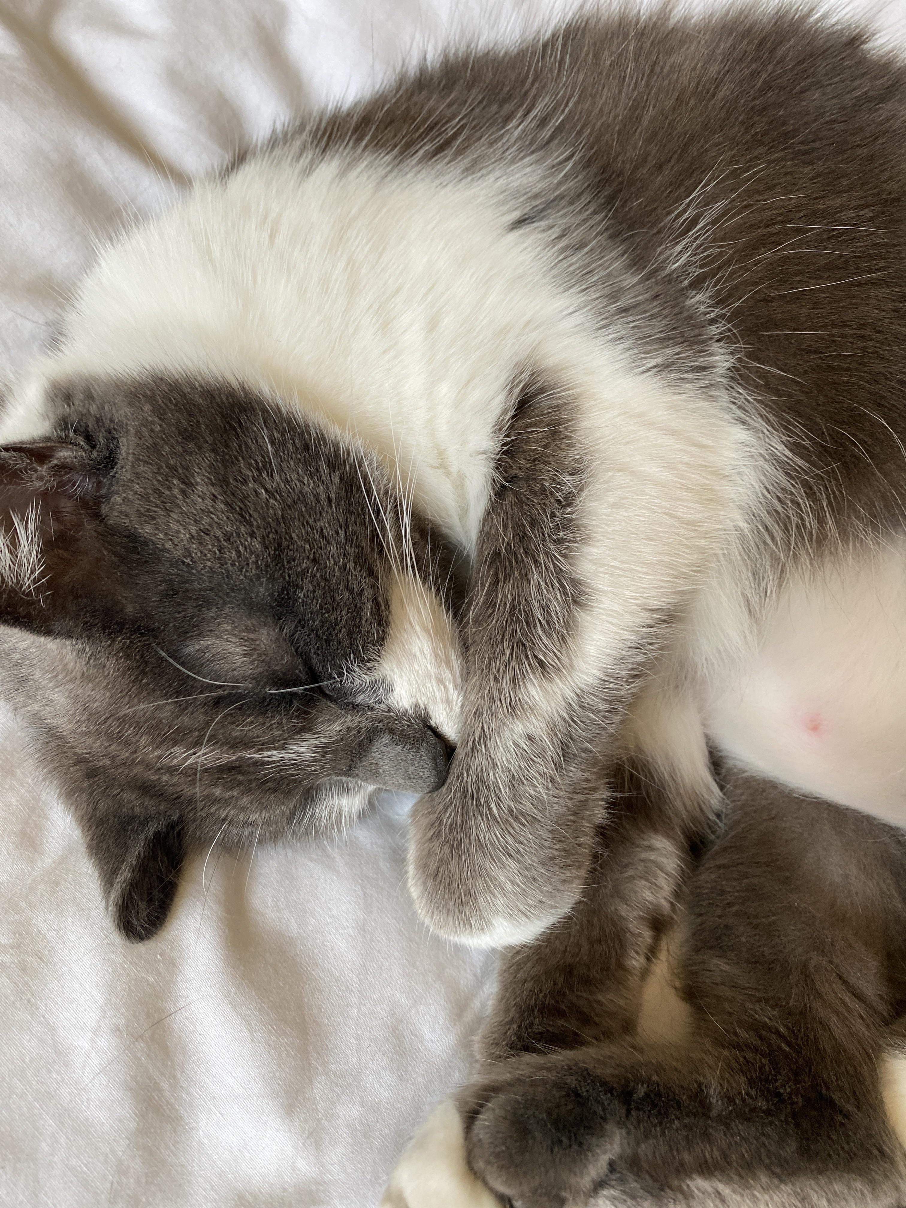 Sleeping cat | Scrolller