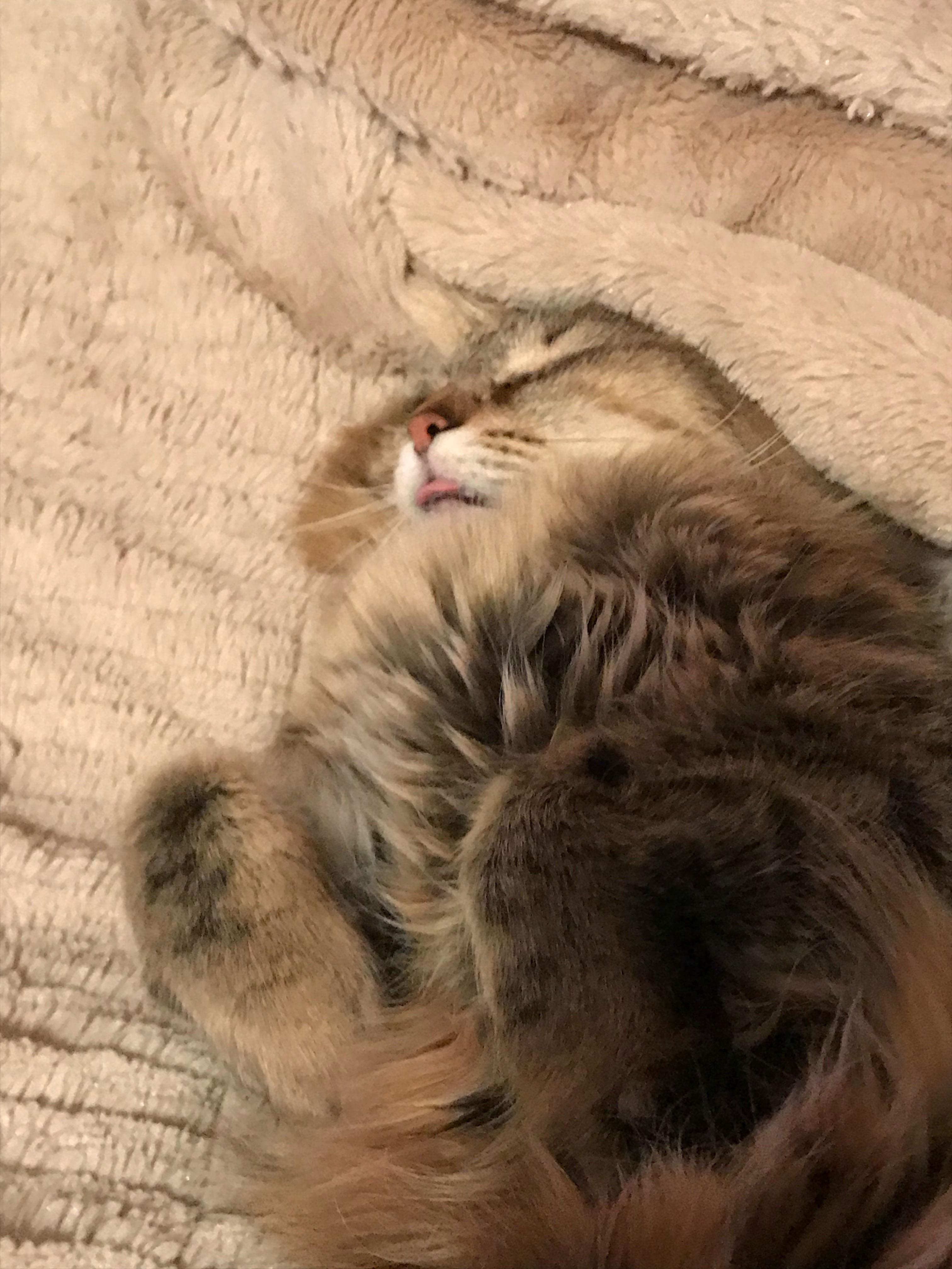 Sleeping derp | Scrolller