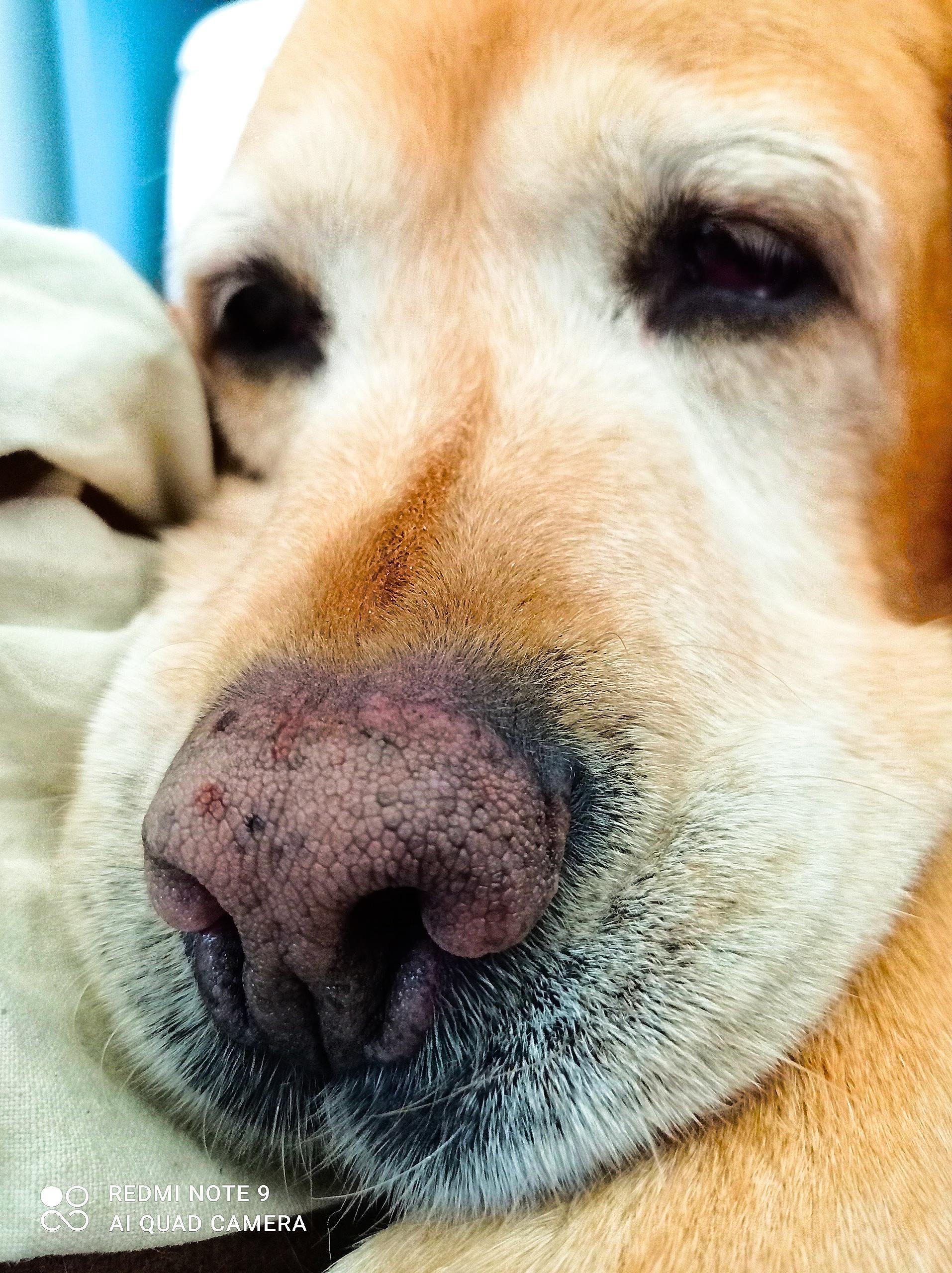 Sleeping doggo | Scrolller