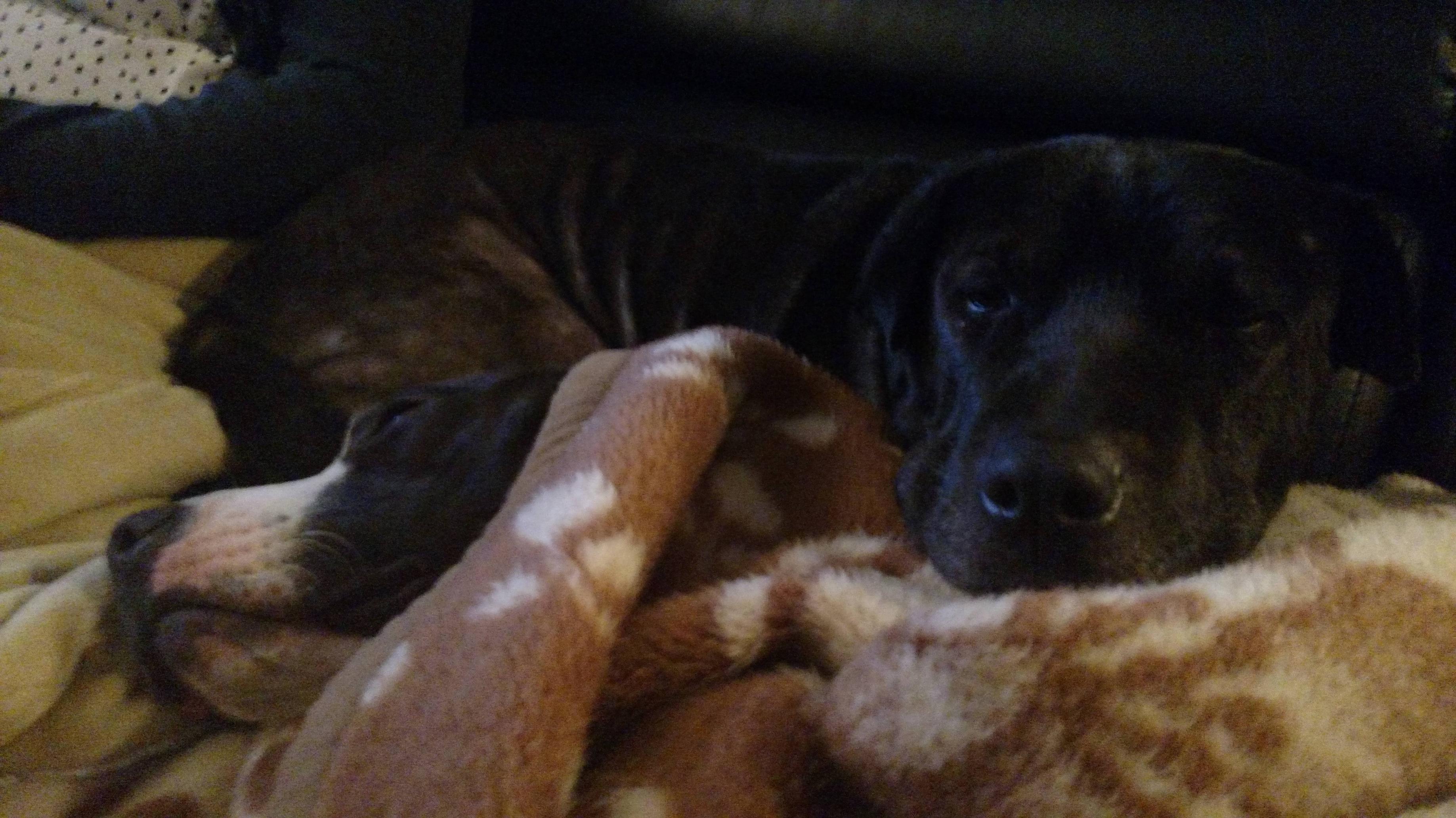 Sleeping doggos | Scrolller