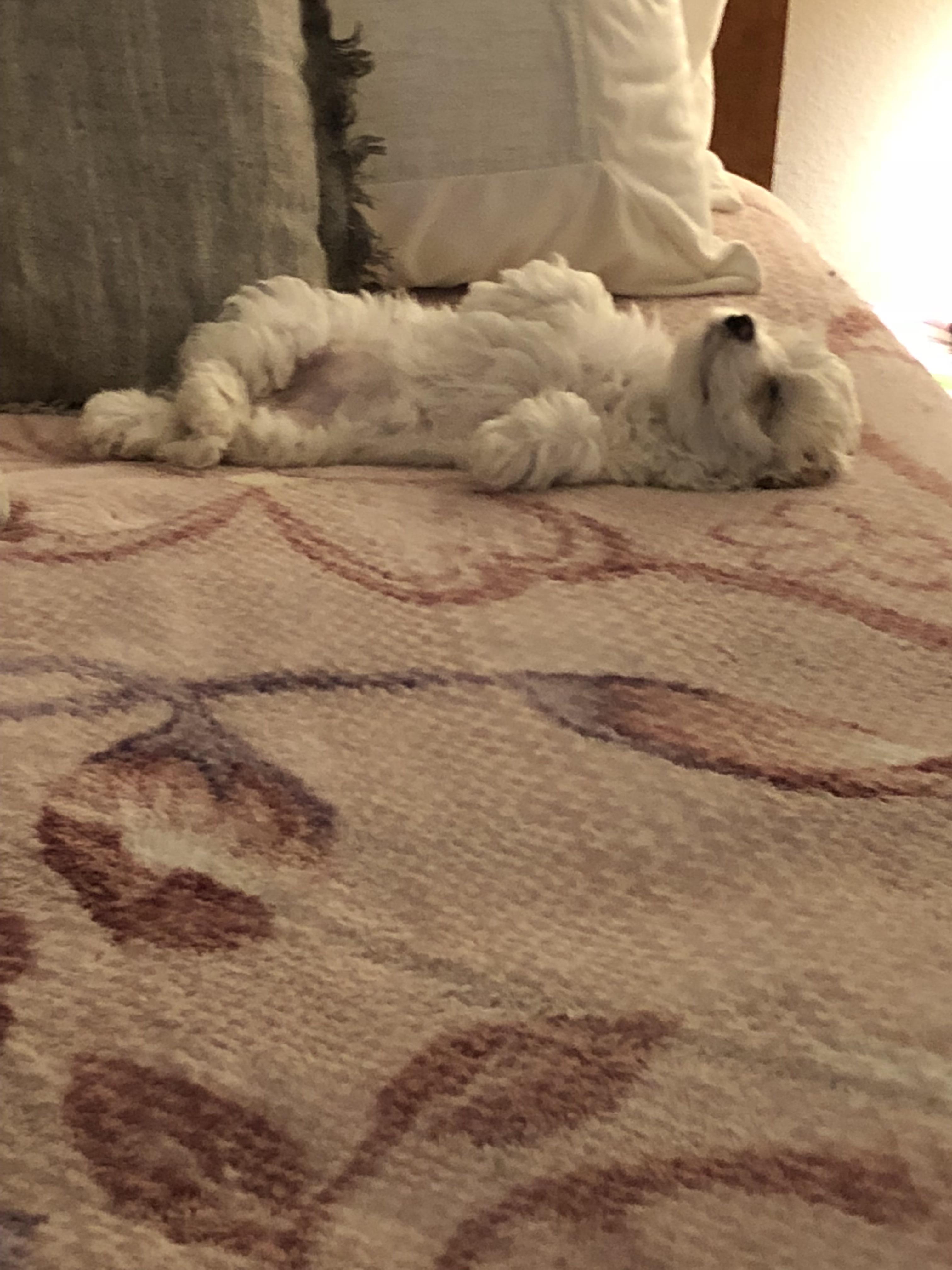 Sleeping Elsa | Scrolller