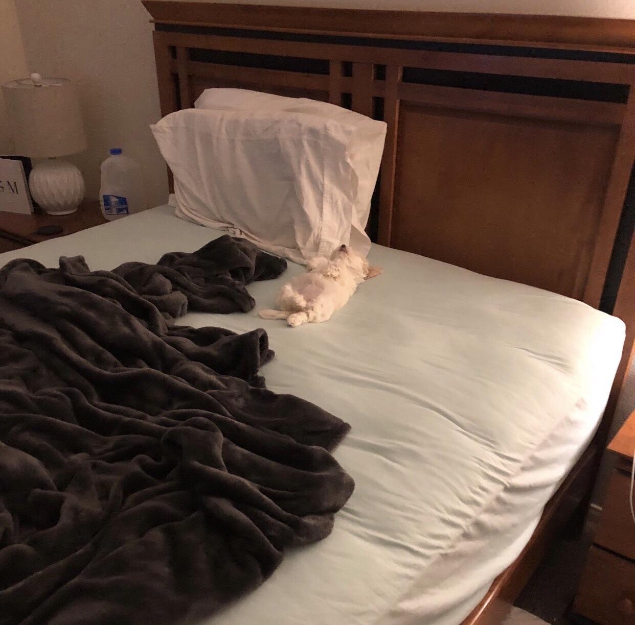 Sleeping Elsa | Scrolller